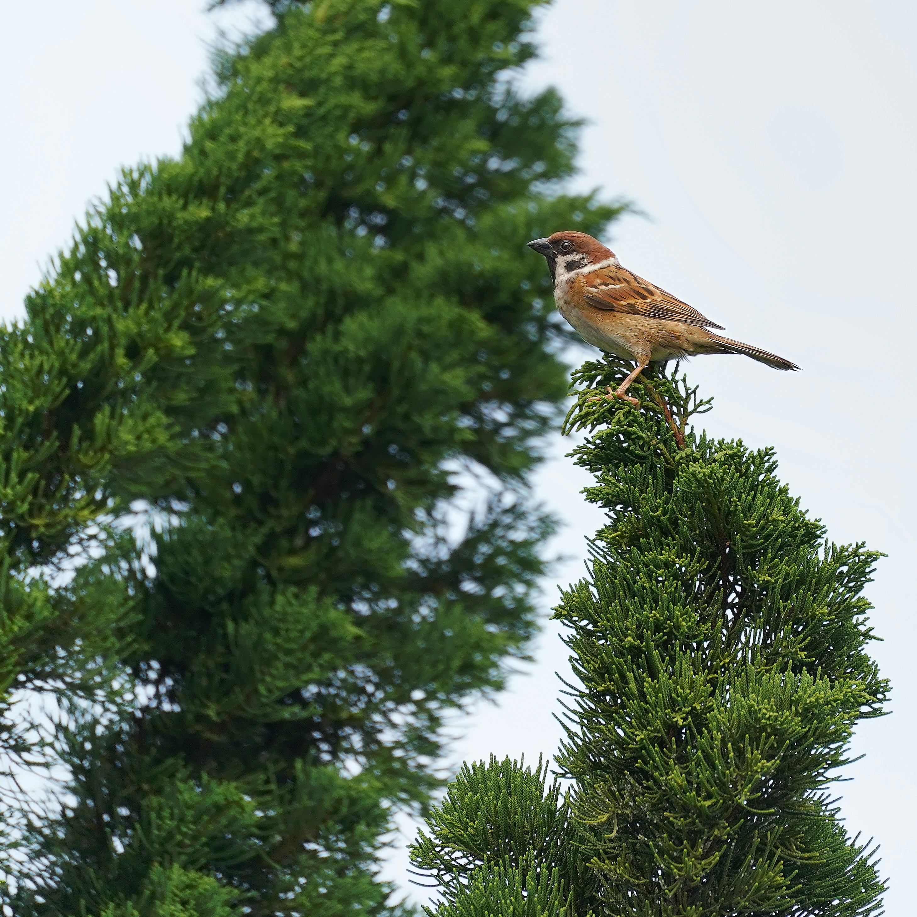 Little Robin on Pine Parade