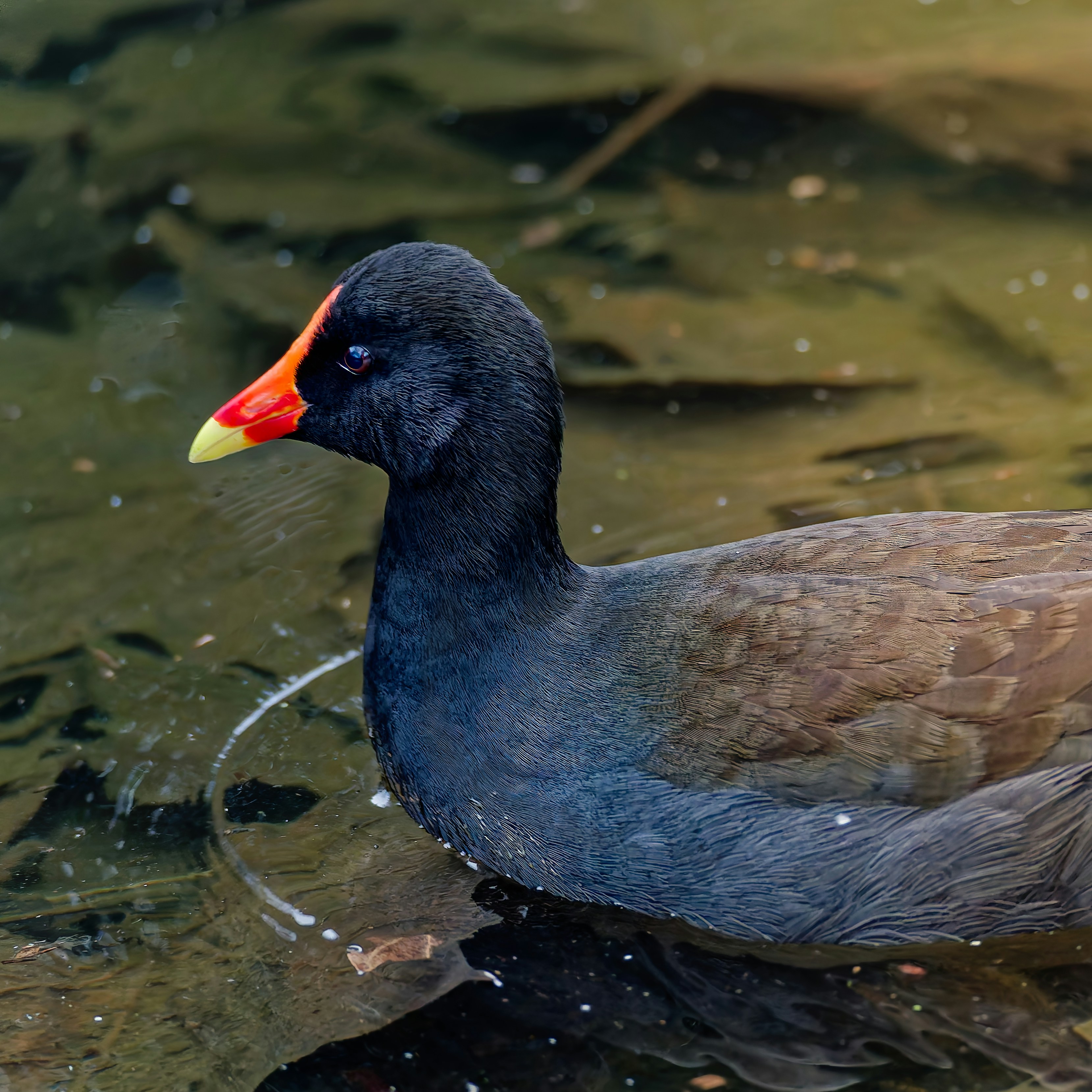 Stroke of Scarlet on a Quiet Pond: The American Moorhen in Still Water