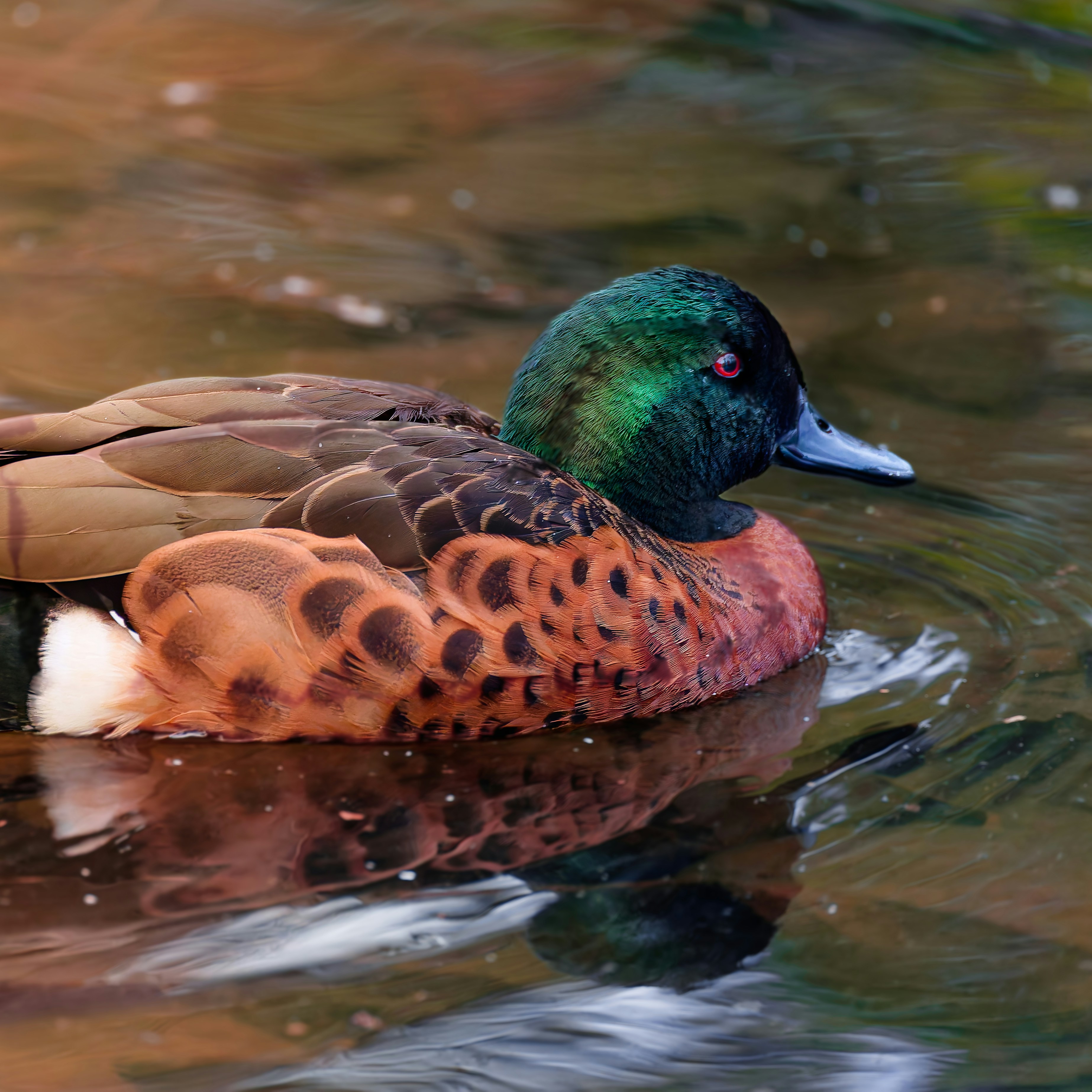 Emerald Crown on Water: A Mallard’s Quiet Glide