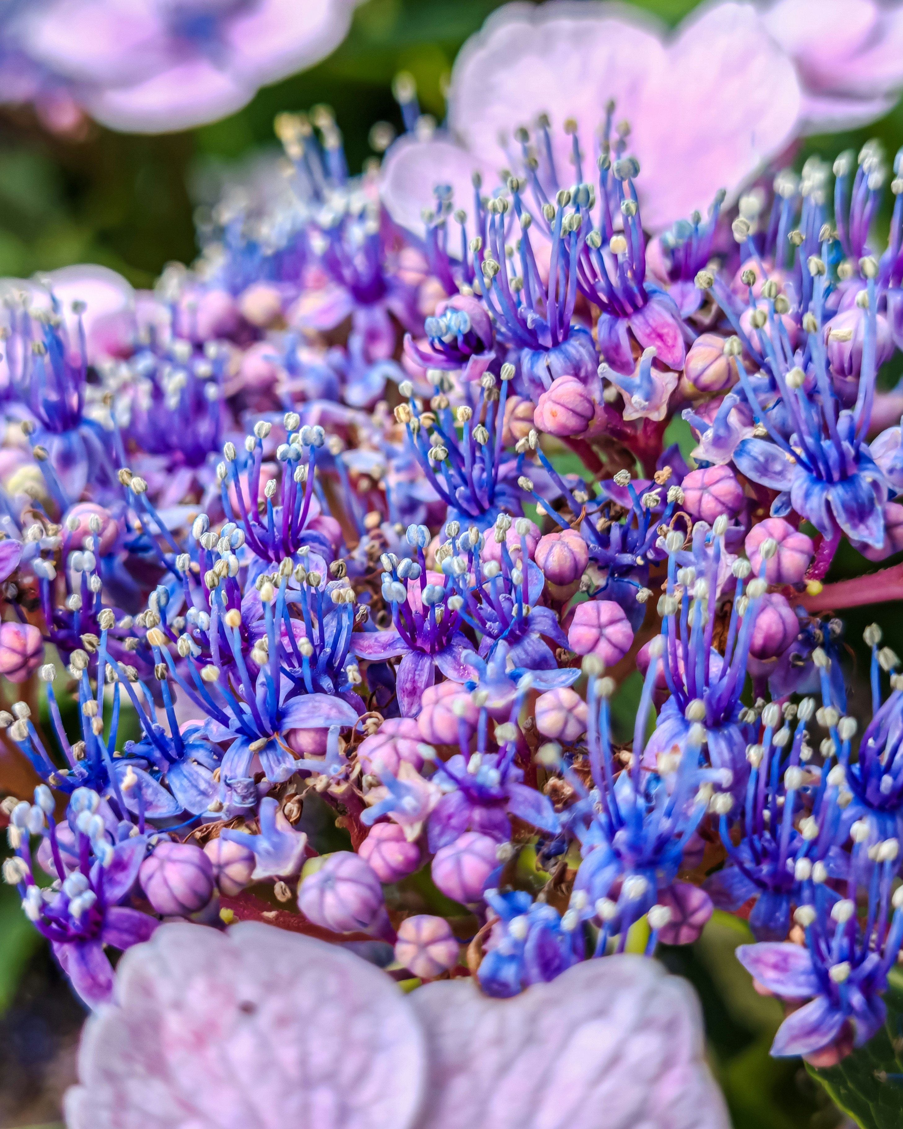 Near-Cente r: A Sea of Purple Stamen and Buds