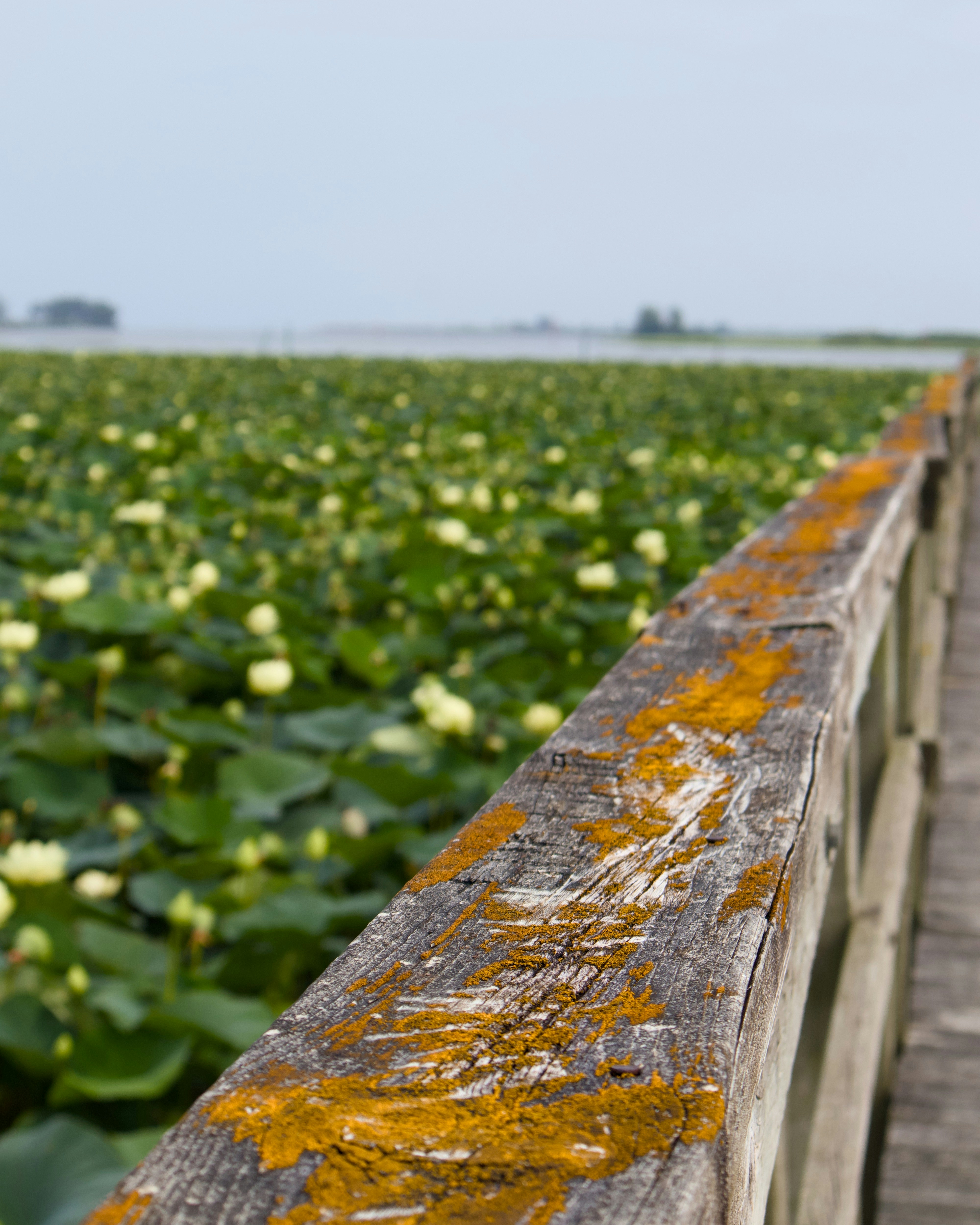 Weathered Rail of Golden Moss Over a Field of Lotus
