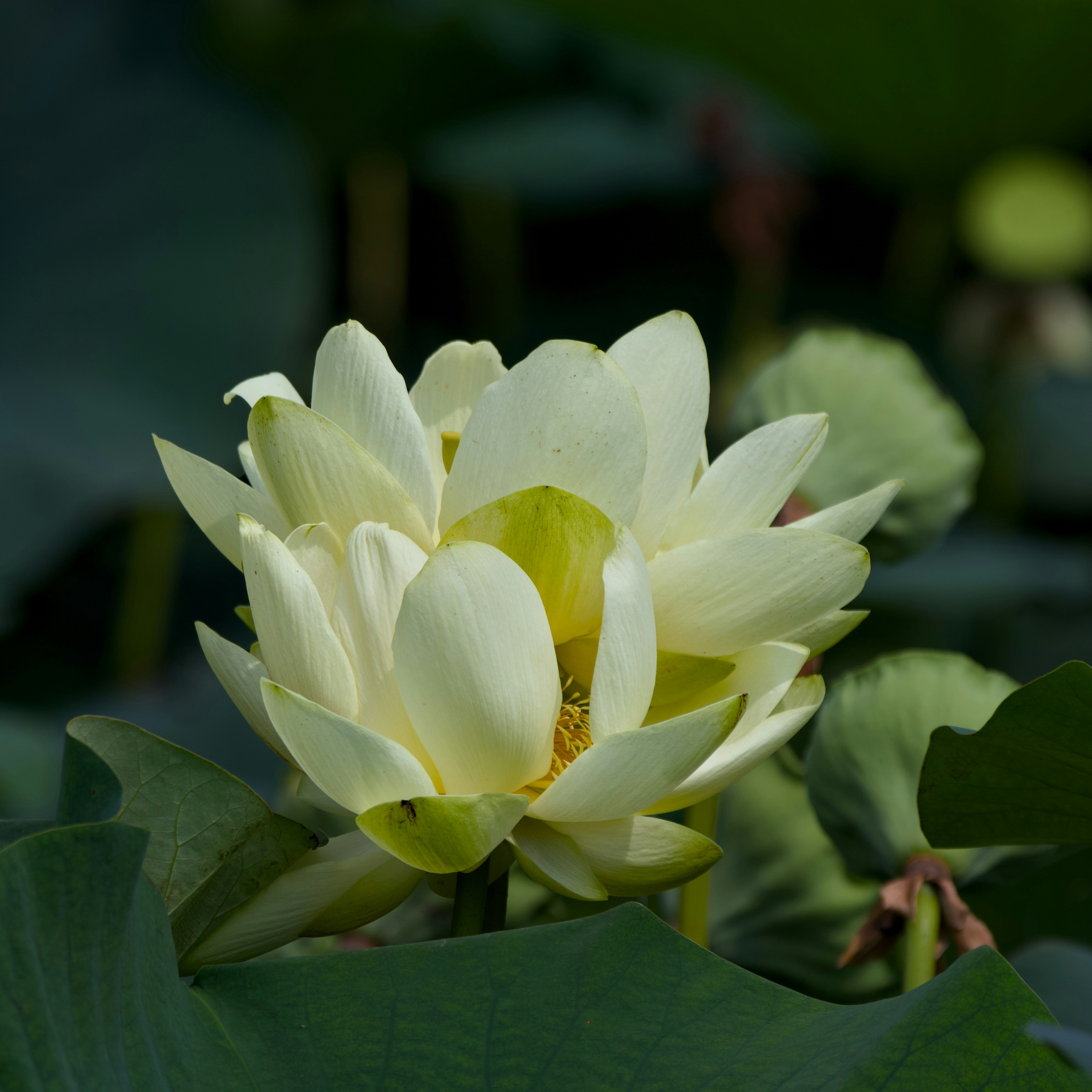 White Lotus Bloom in Soft Backlight