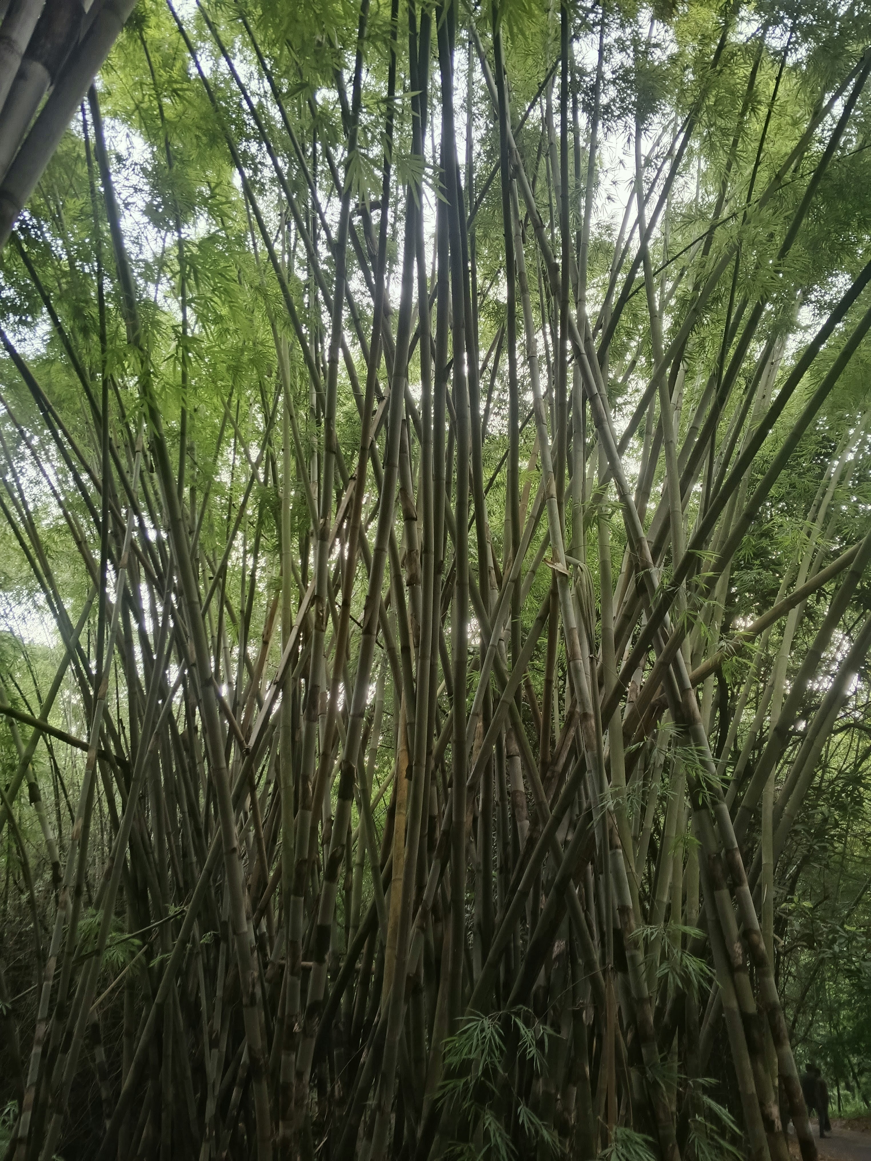 Tall green bamboo stalks growing densely in a forest with light filtering through