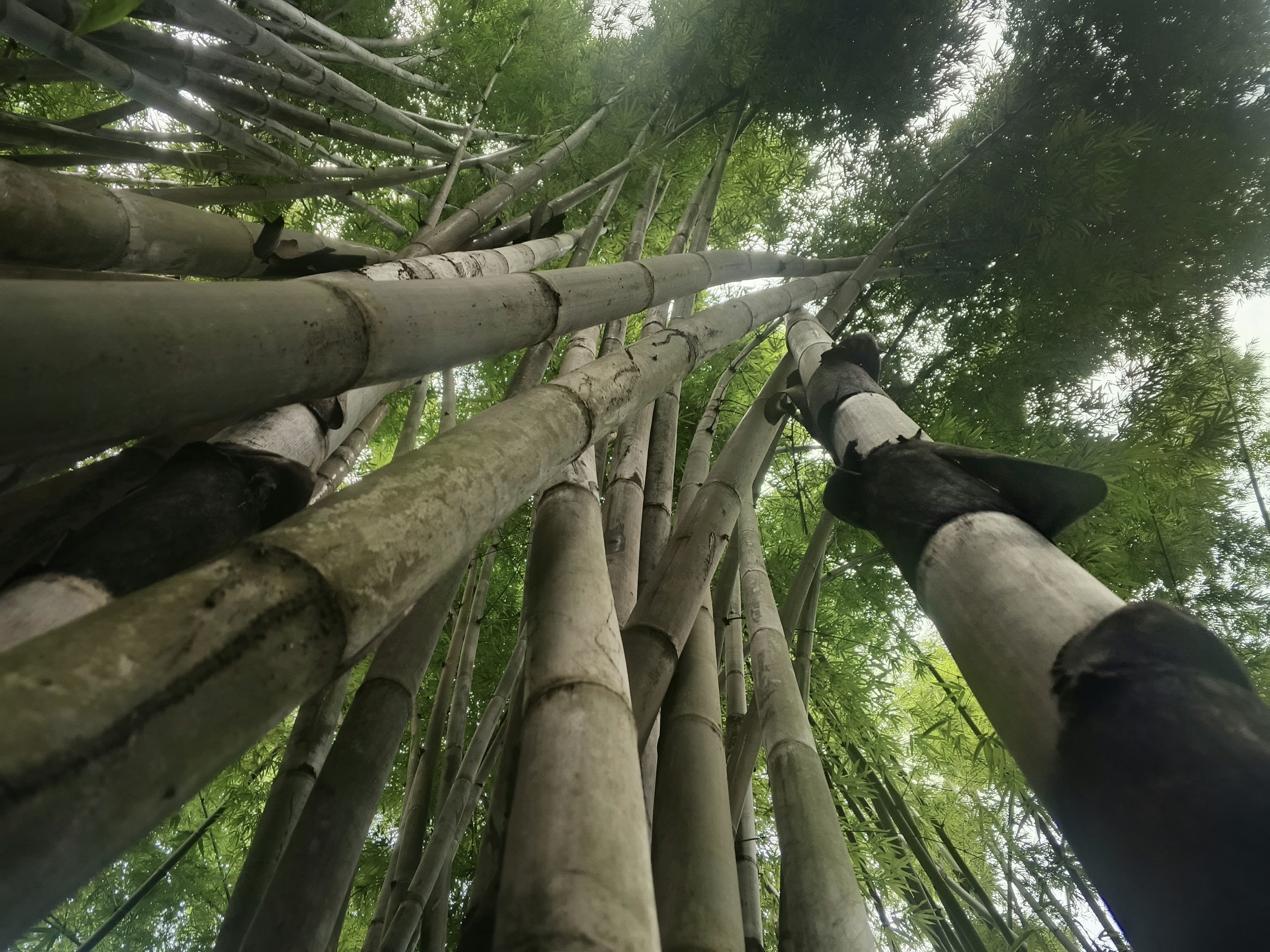 Ascending Bamboo Cathedral: A Distant Summit Above the Forest Floor