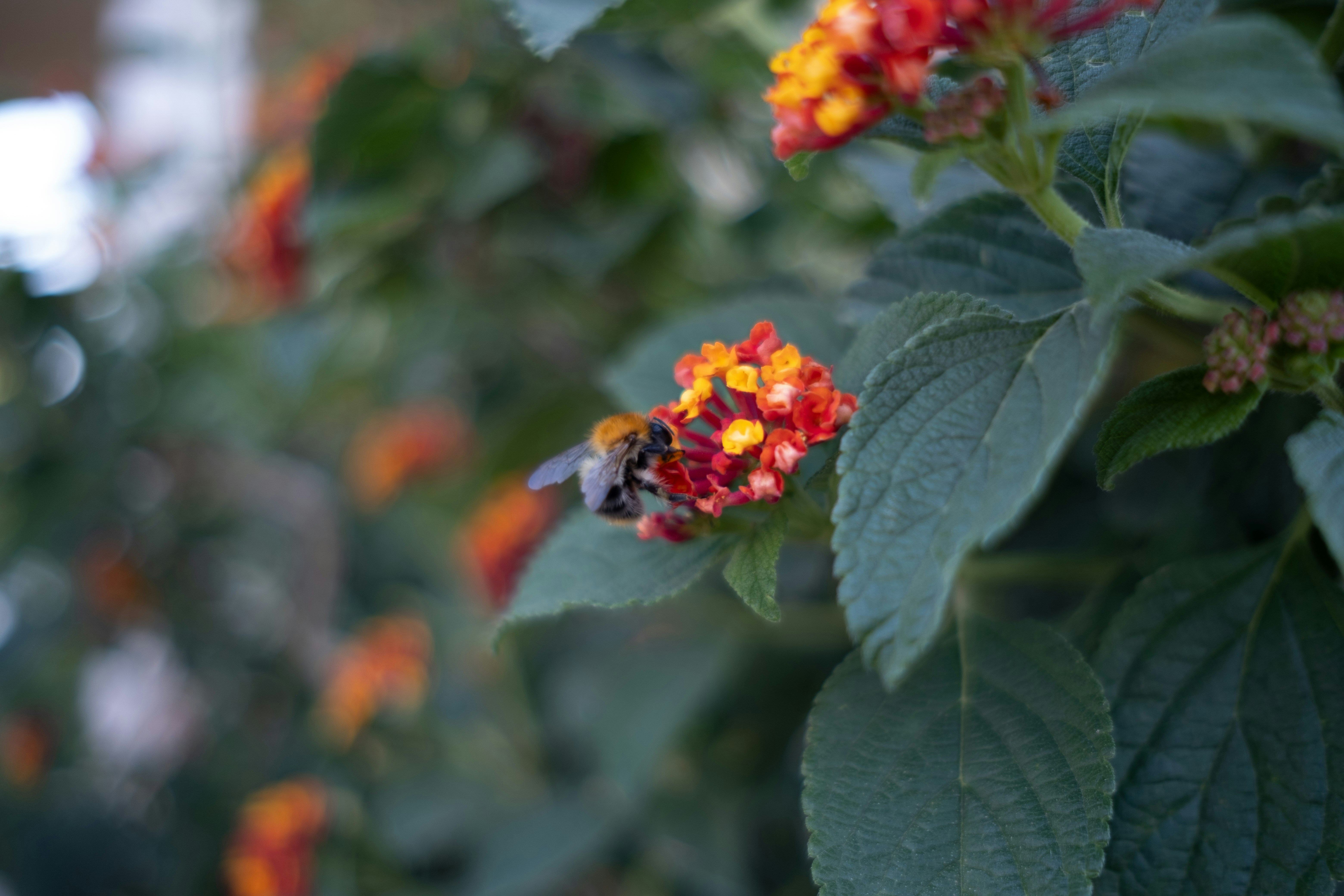 Bee in Focus: A Bright Lantana Moment Amid Green Foliage