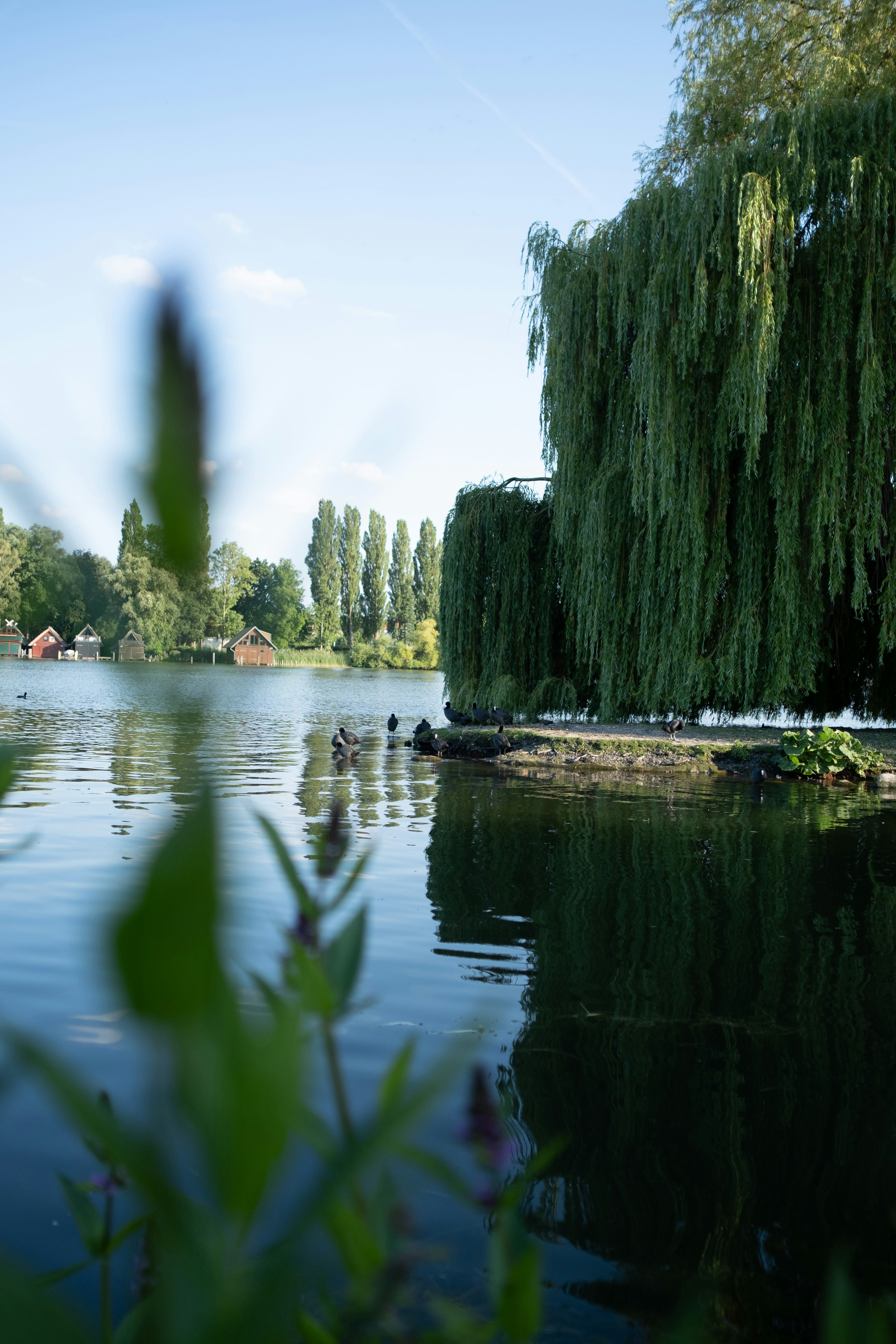 Sunlit Willows by the Quiet Lake