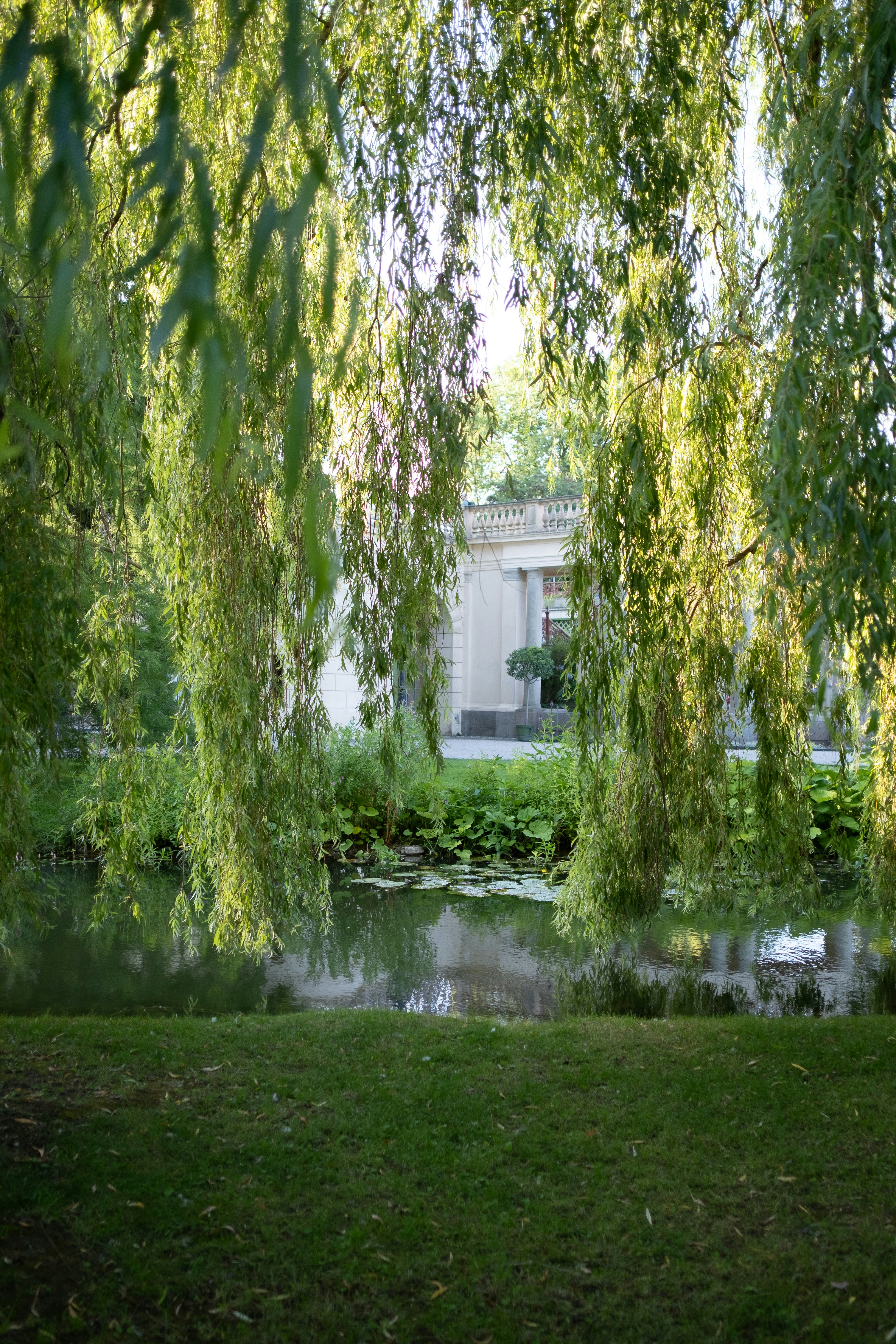 Veil of Green: A Hidden View Beyond Weeping Canopy