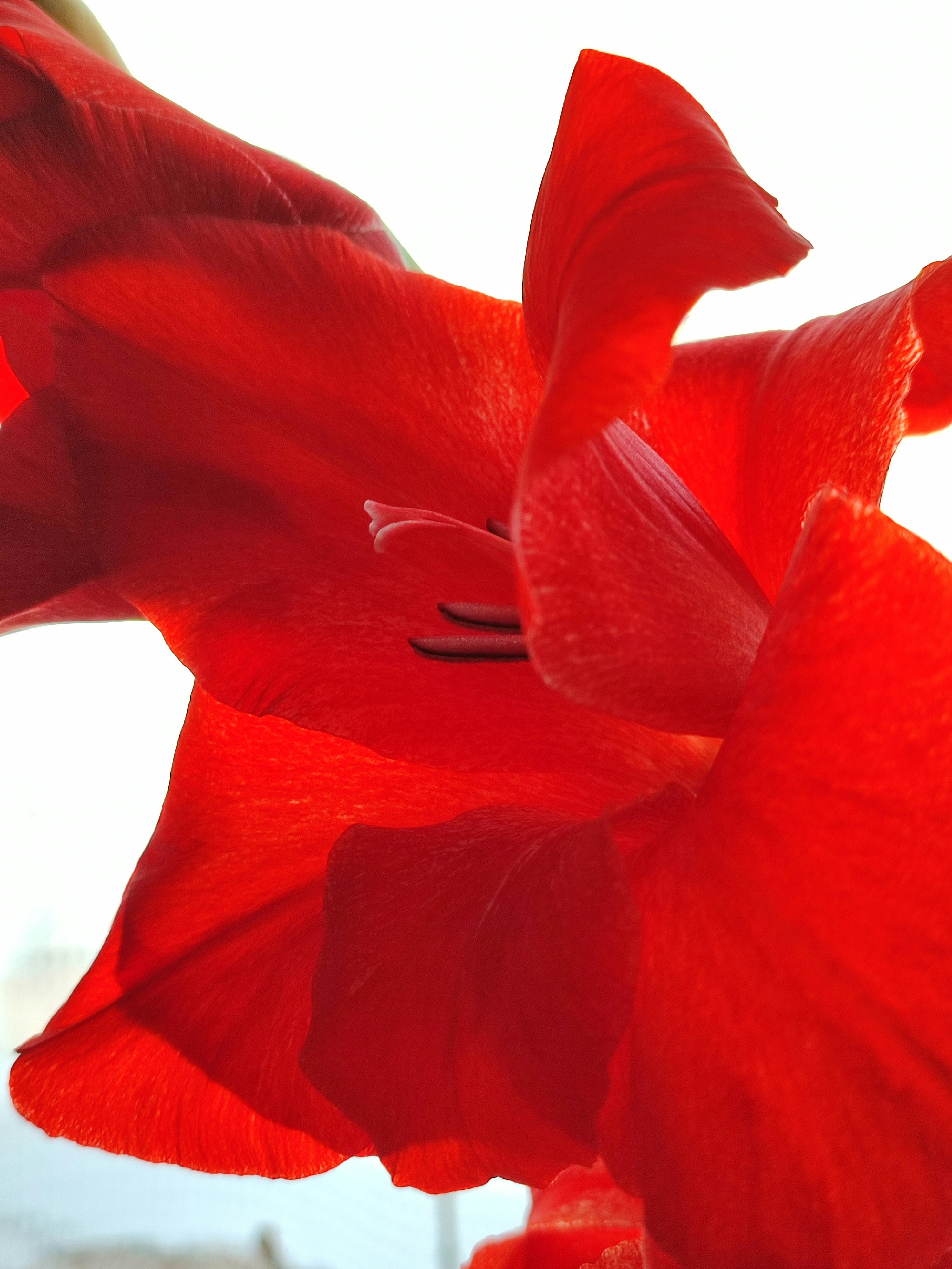Crimson Petals in Closeup Bloom