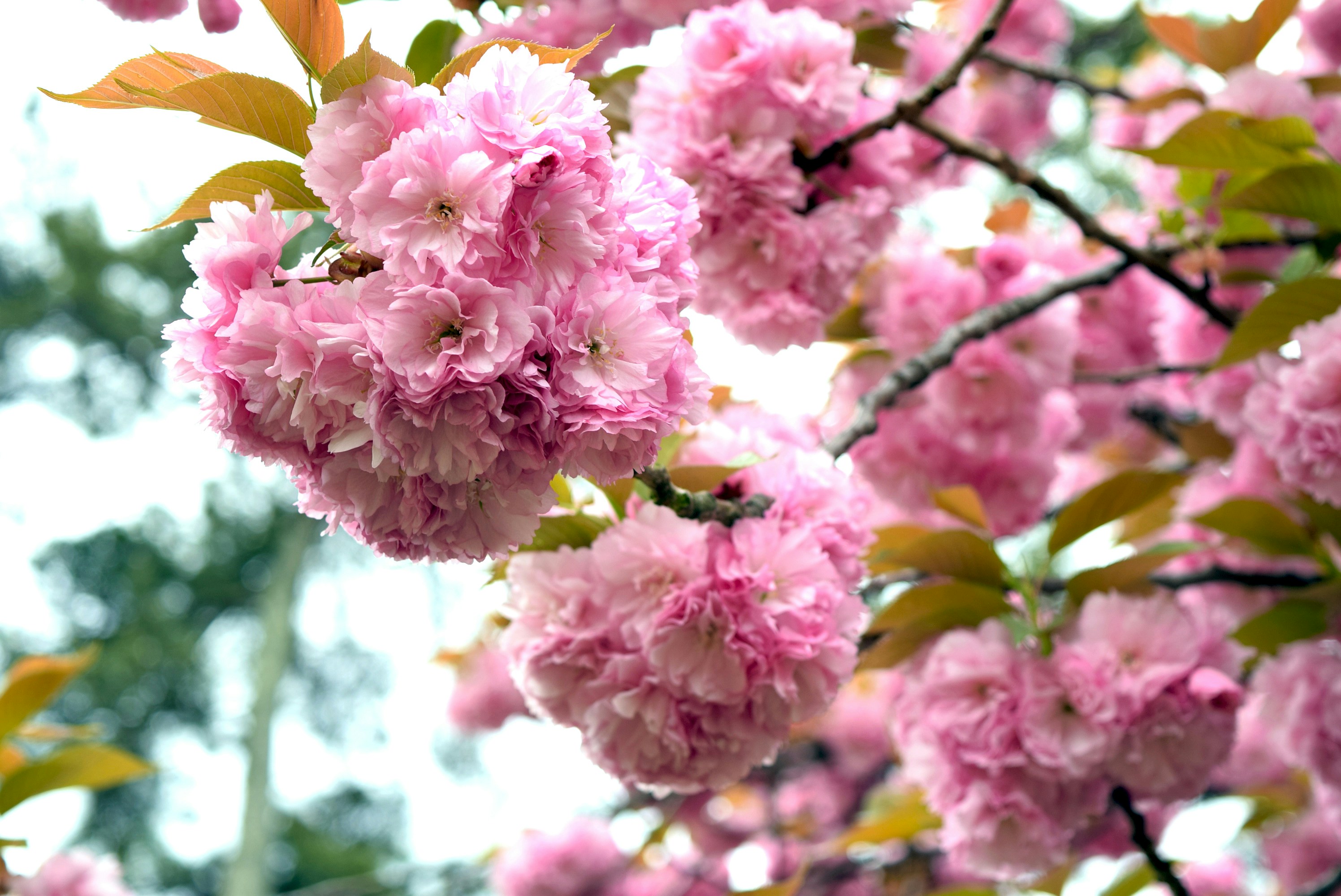 Blossoms in Focus: A Closer Look at Pink Cloud Blooms