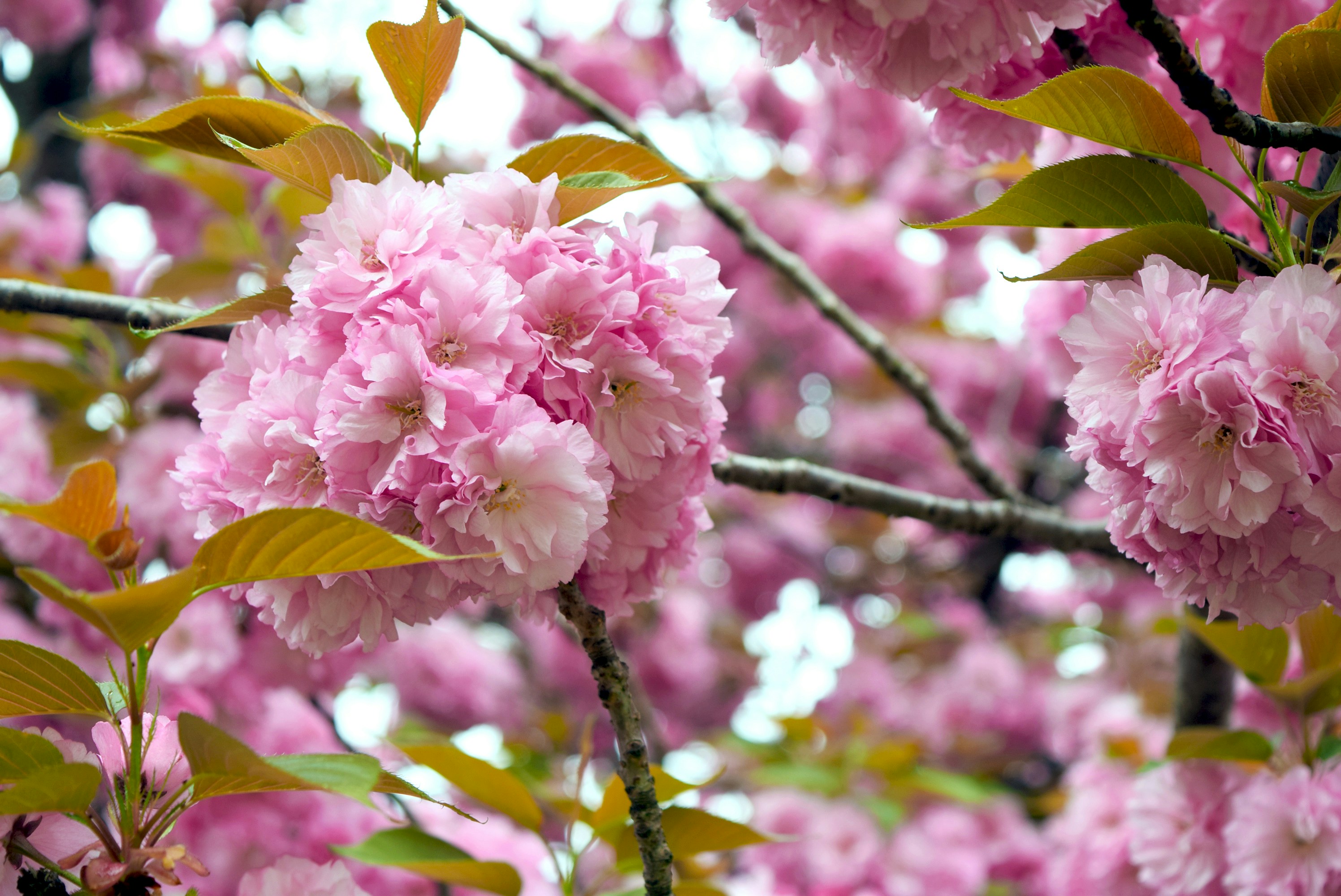 Soft Pink Blooms in a Spring Orchard
