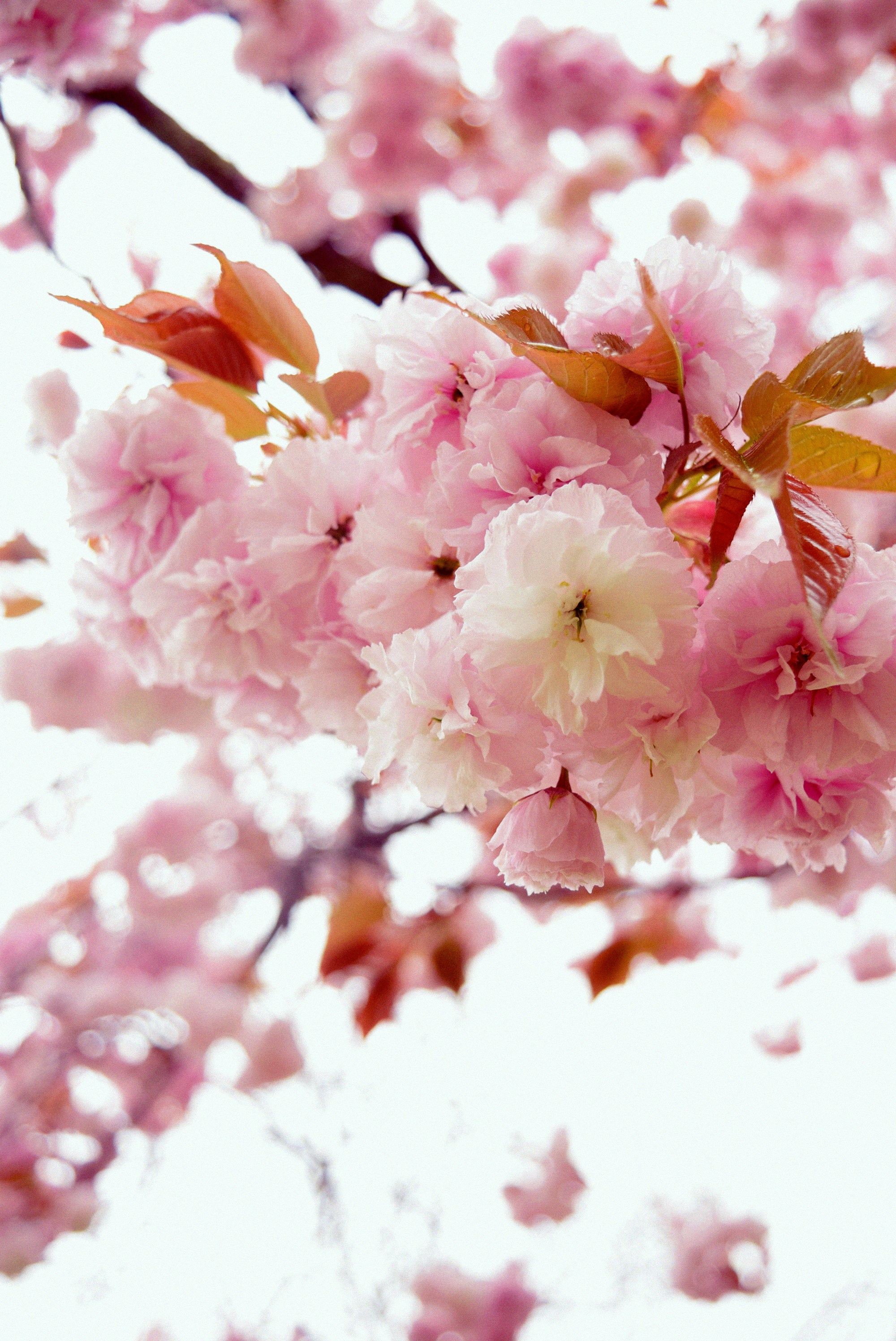 Blossoms in Soft Focus: A Petal Cascade Under Gentle Light