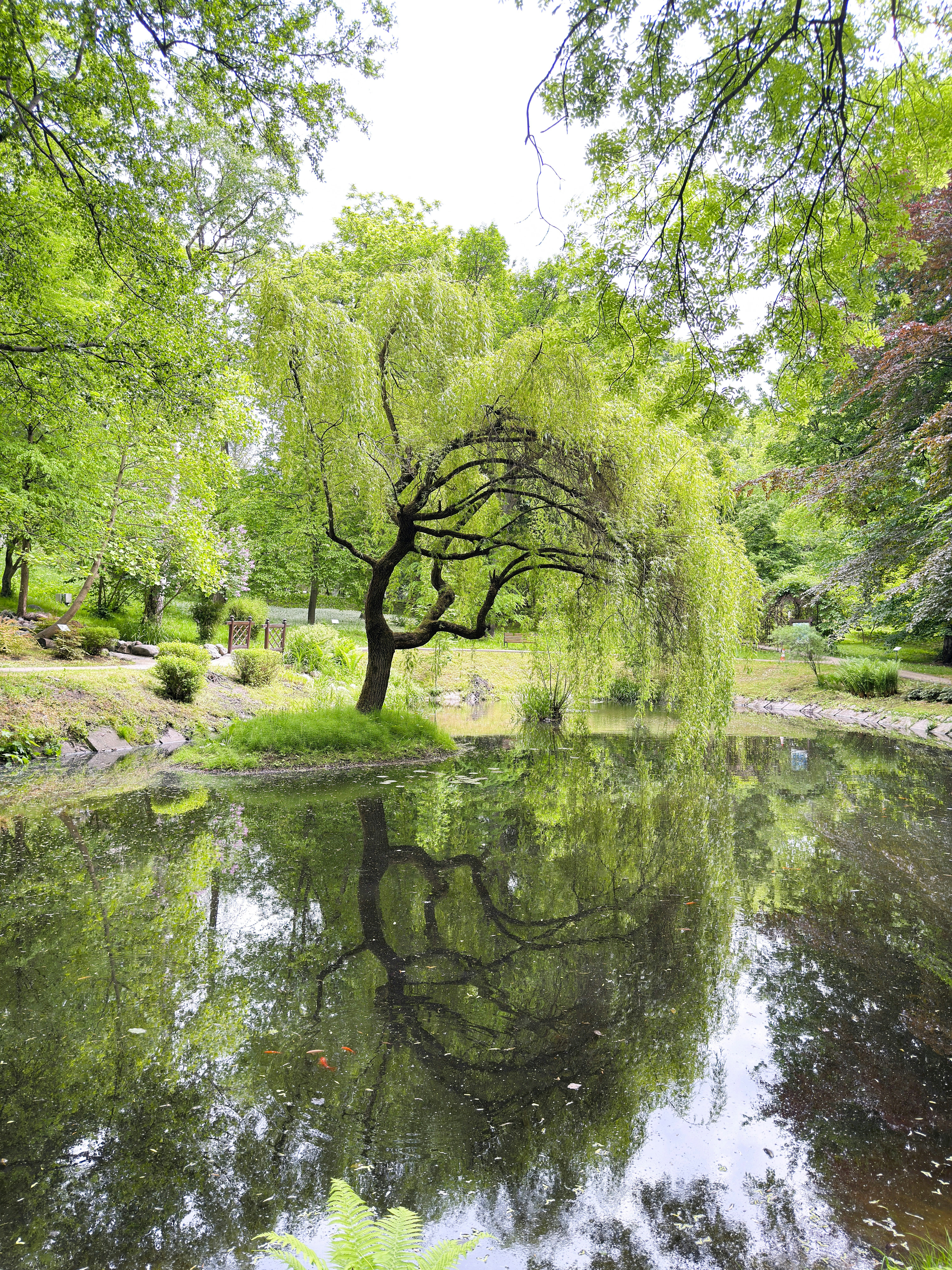 Willow in Reflection: A Tranquil Pond framed by Cedar Canopy
