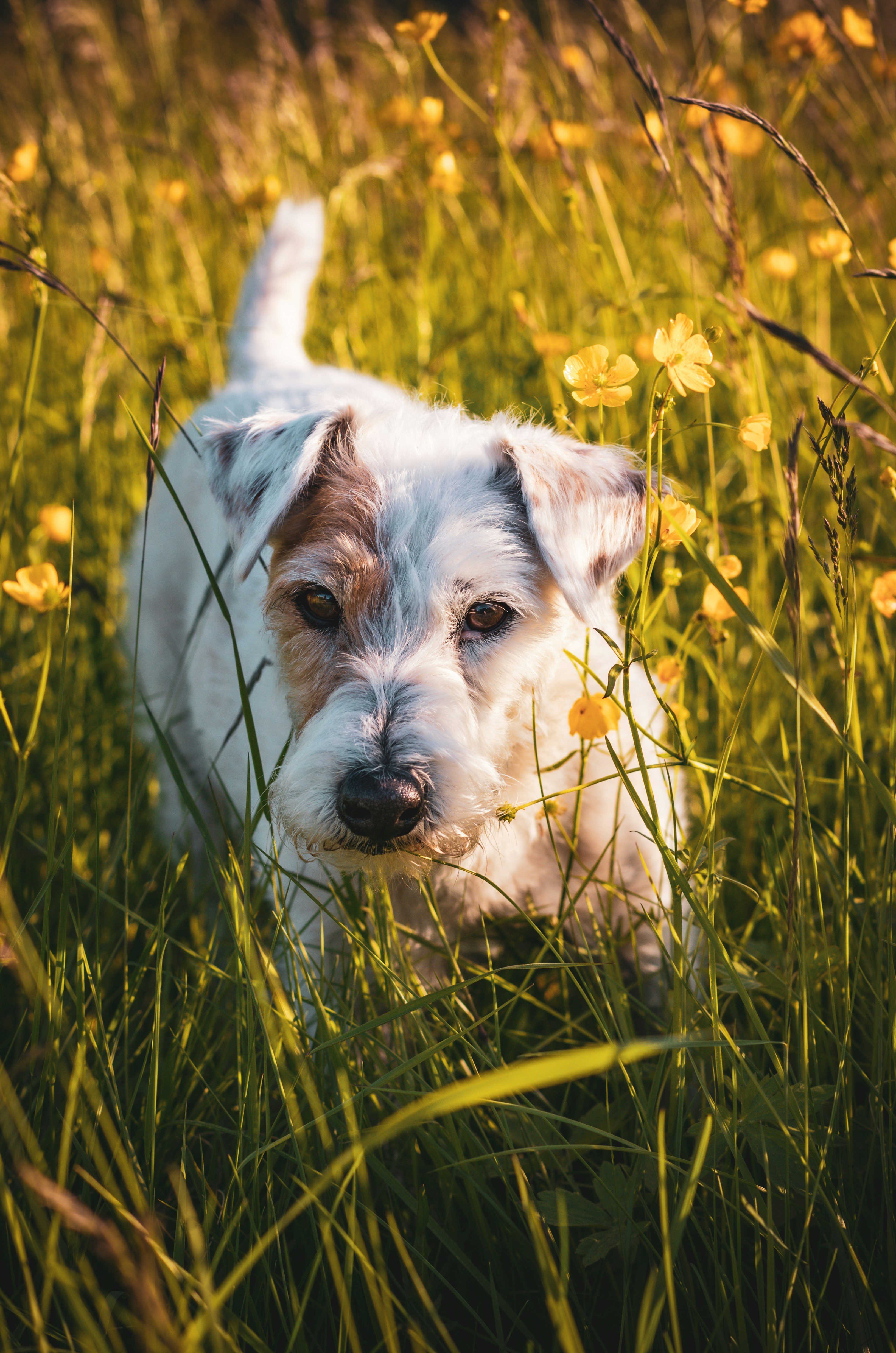 White-and-tan dog in tall yellow wildflowers, warm golden-hour light creating a dreamy field portrait.