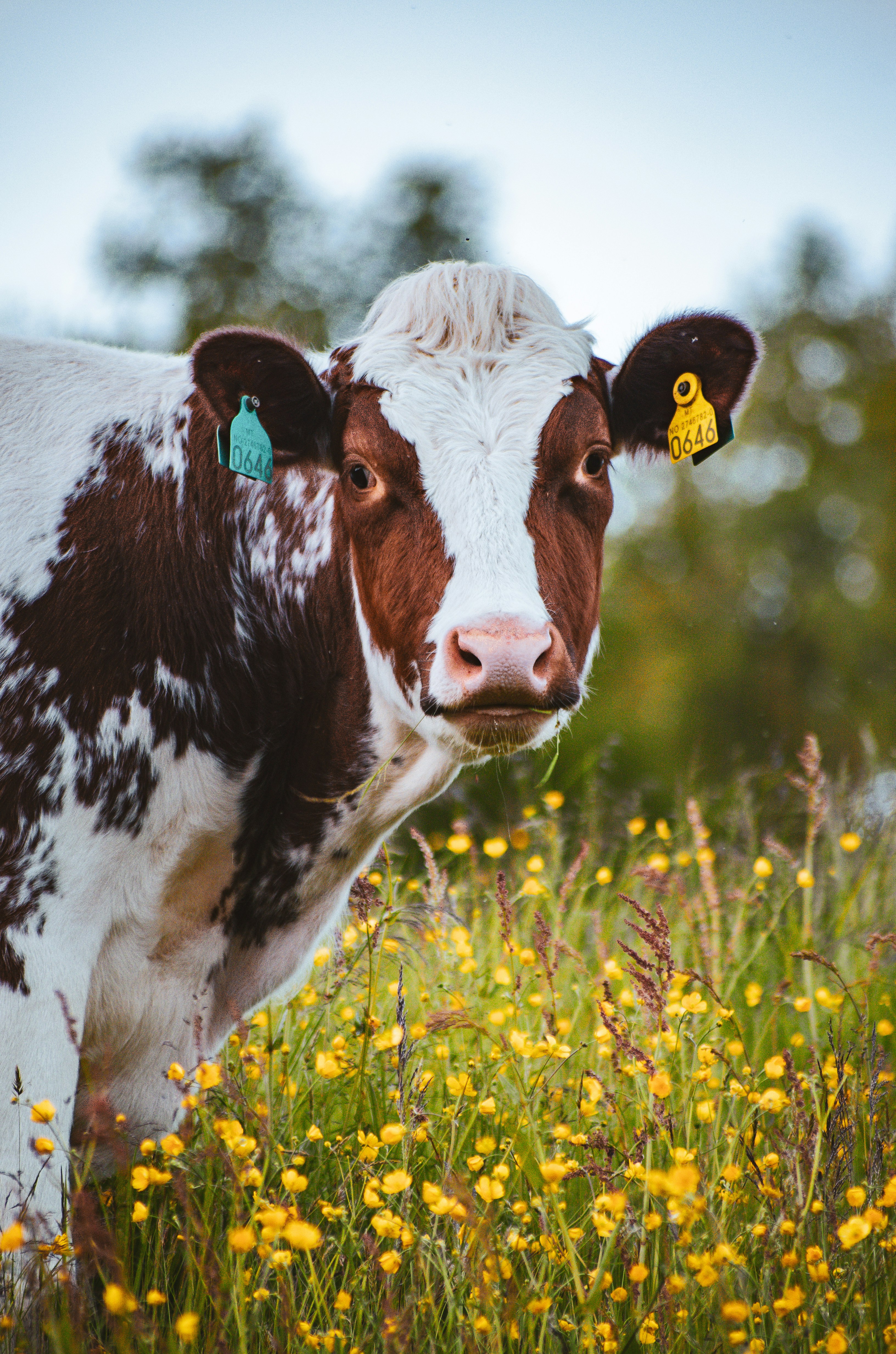 Portrait of a Curious Calf in a Golden Meadow