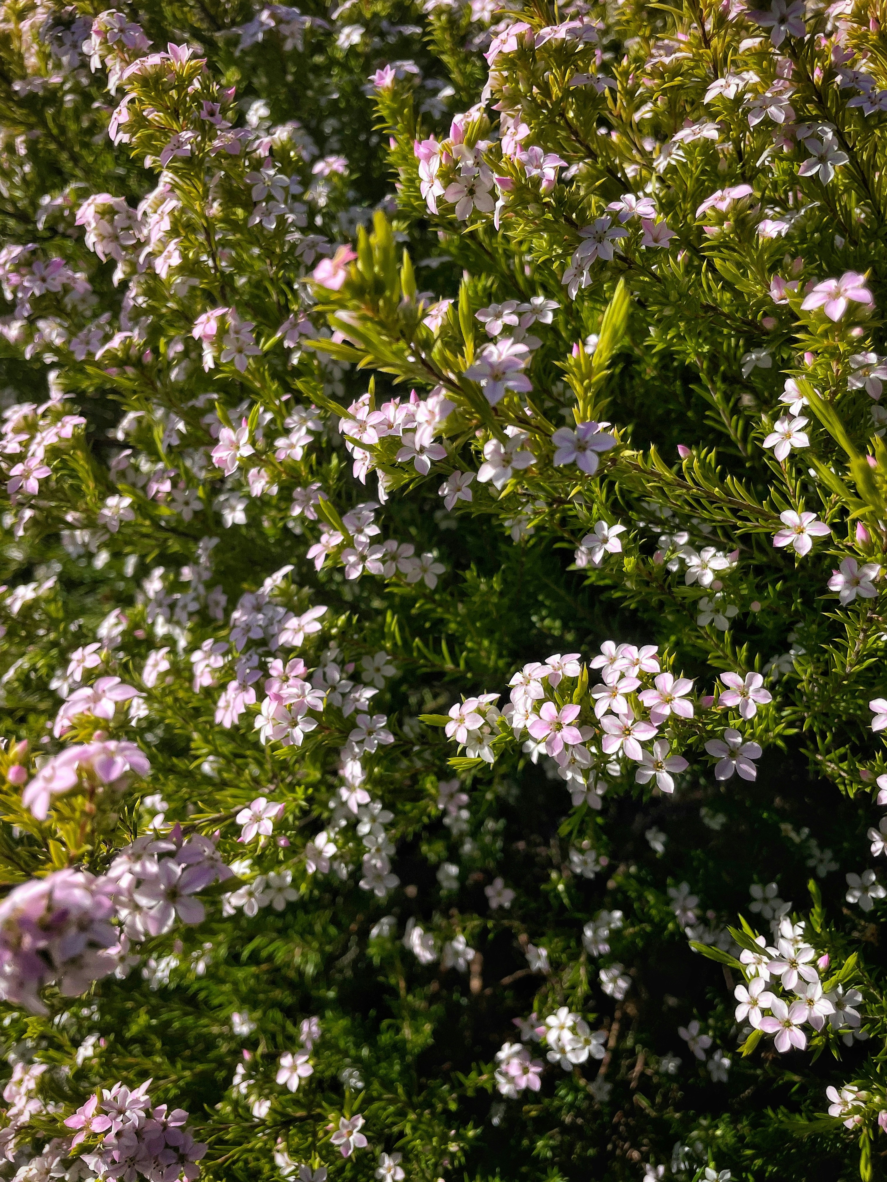 Clustered pink flowers with green foliage bathed in warm sunlight, forming a dense, natural hedge-like scene.