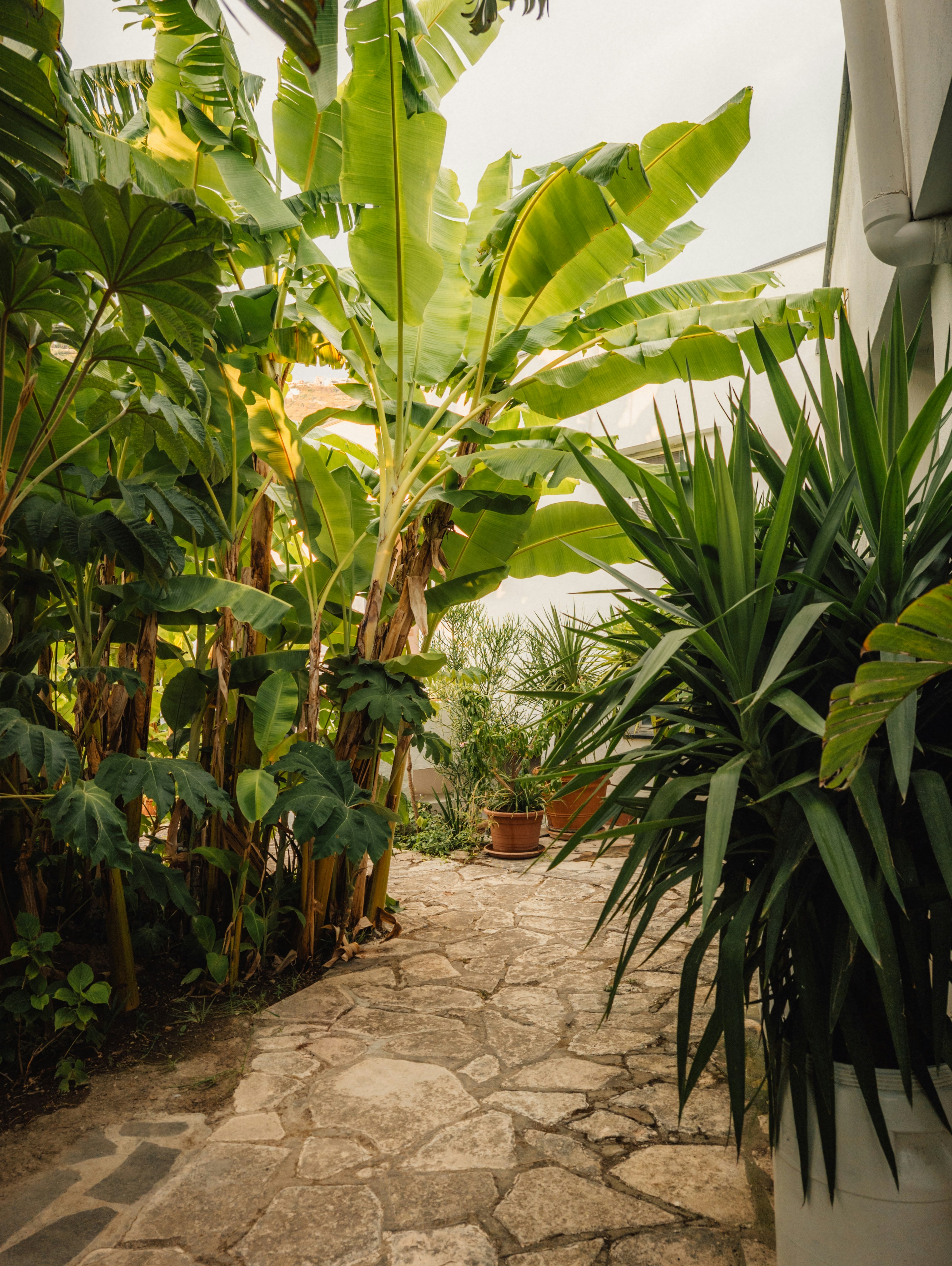 Sunlit Patioscape: Tropic Foliage Framing a Stone Path