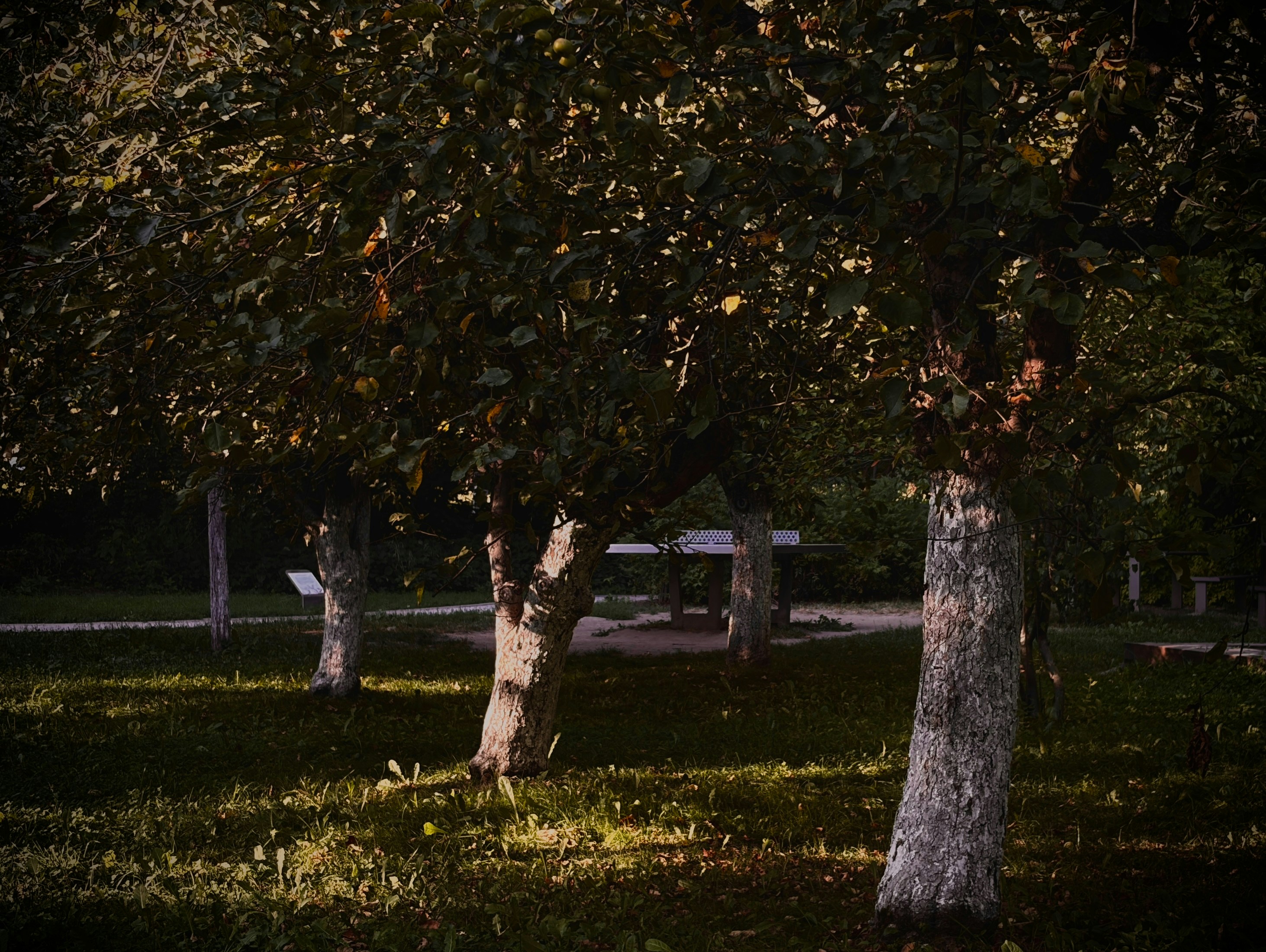 Dappled Park Canopy: Quiet Afternoon among the Trees
