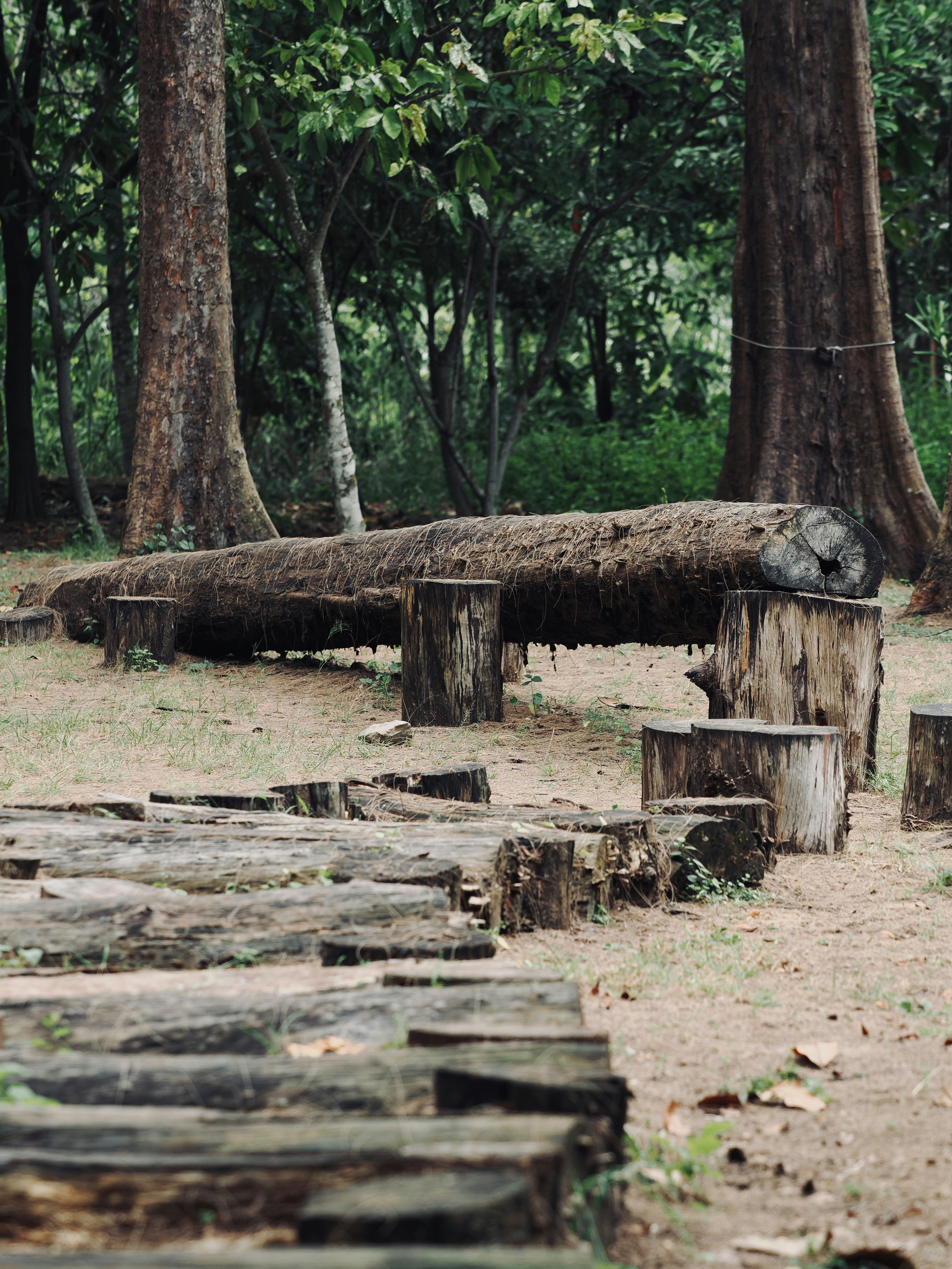 Forest Stage: A Row of Weathered Logs Under Gentle Canopy