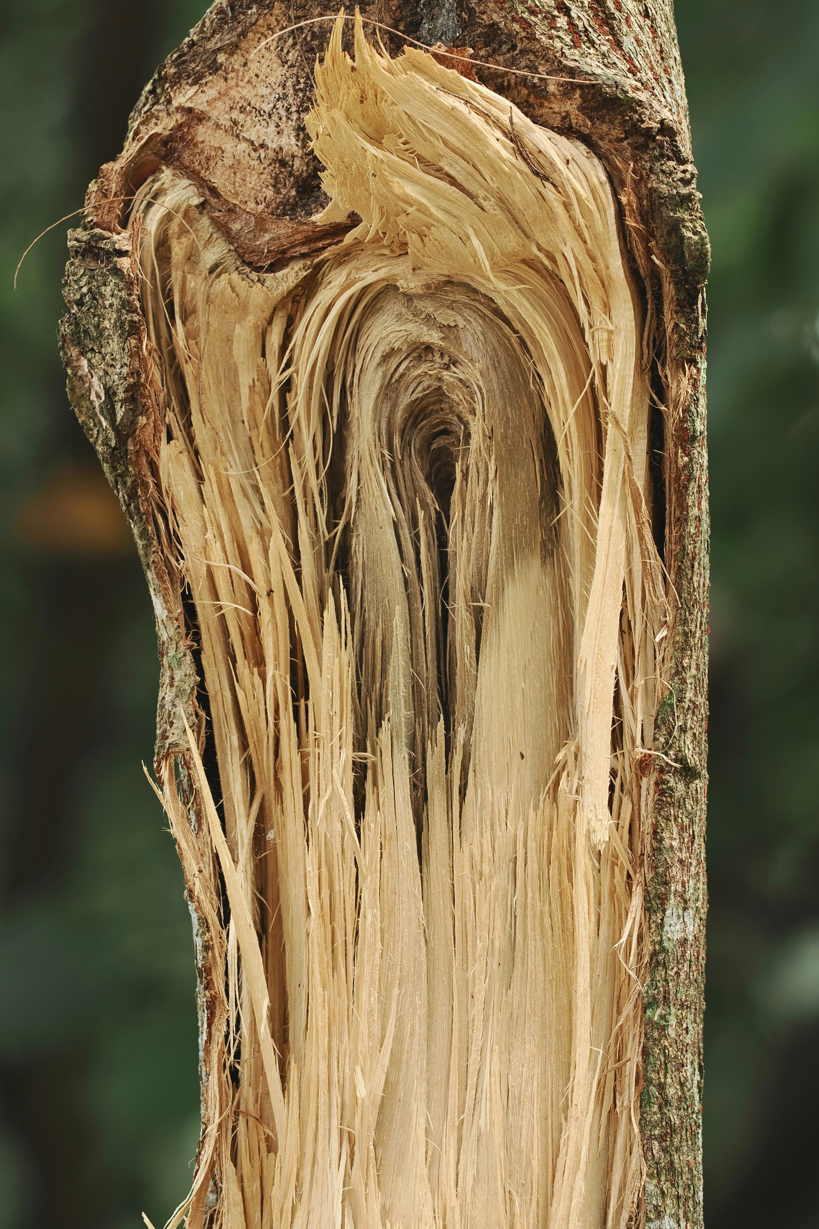Split Tree: Frayed Heart of Wood Reveals Fiery Grain Core