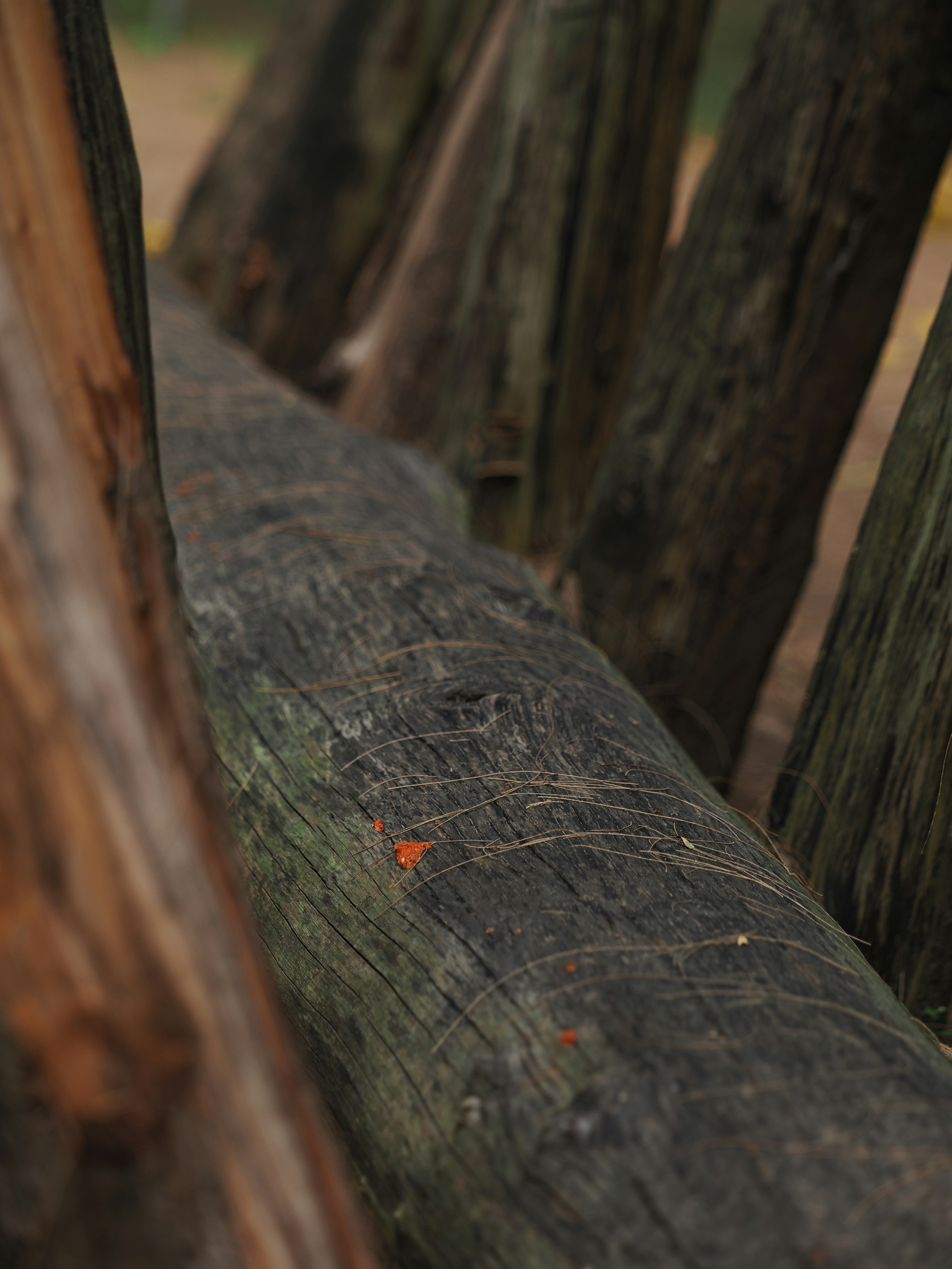 Weathered Log Corridor: A Quiet Line of Wooden Beams