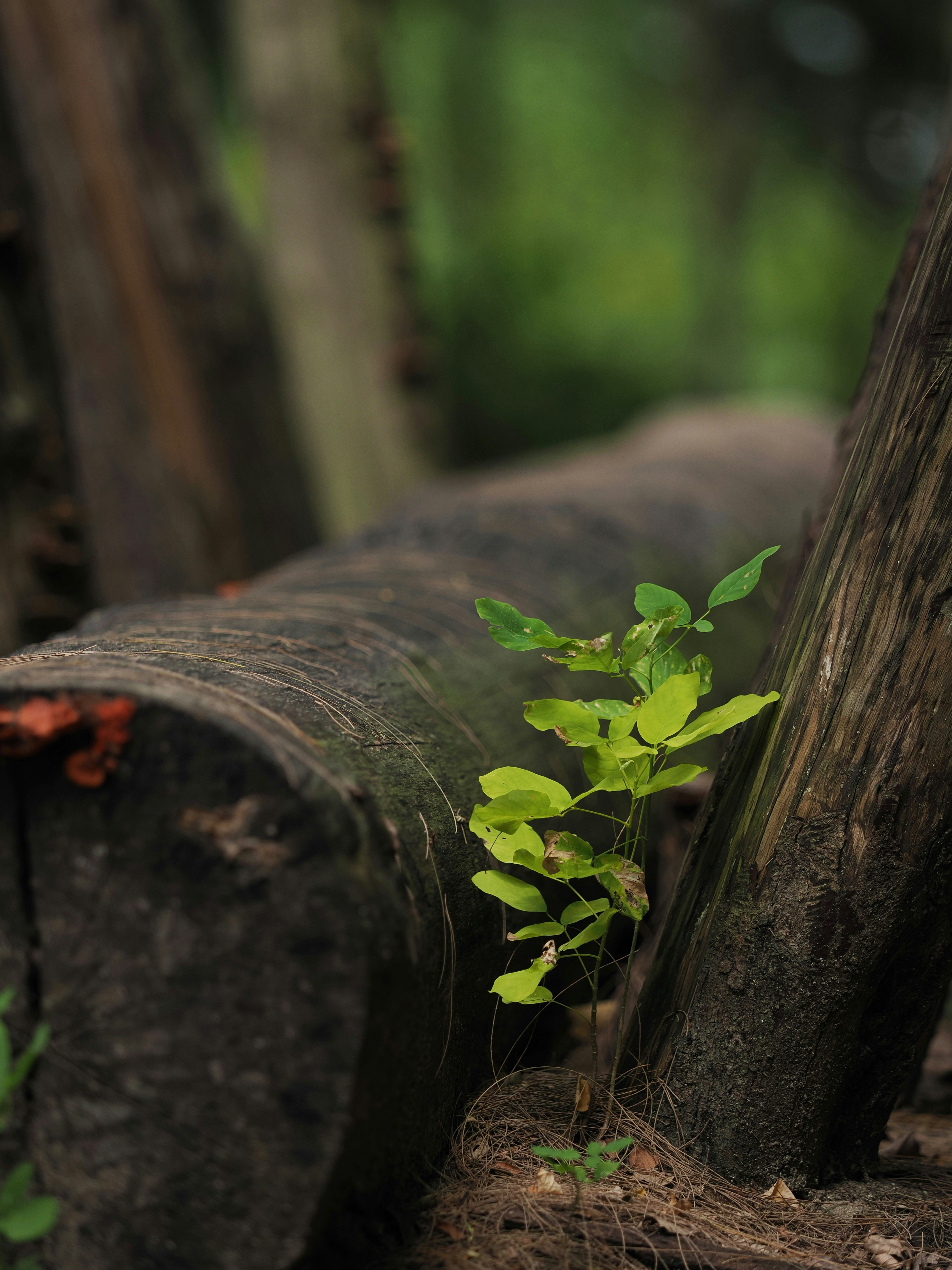 New Growth Rising from Weathered Rail: A Quiet Plant in a Forest Railway Wake