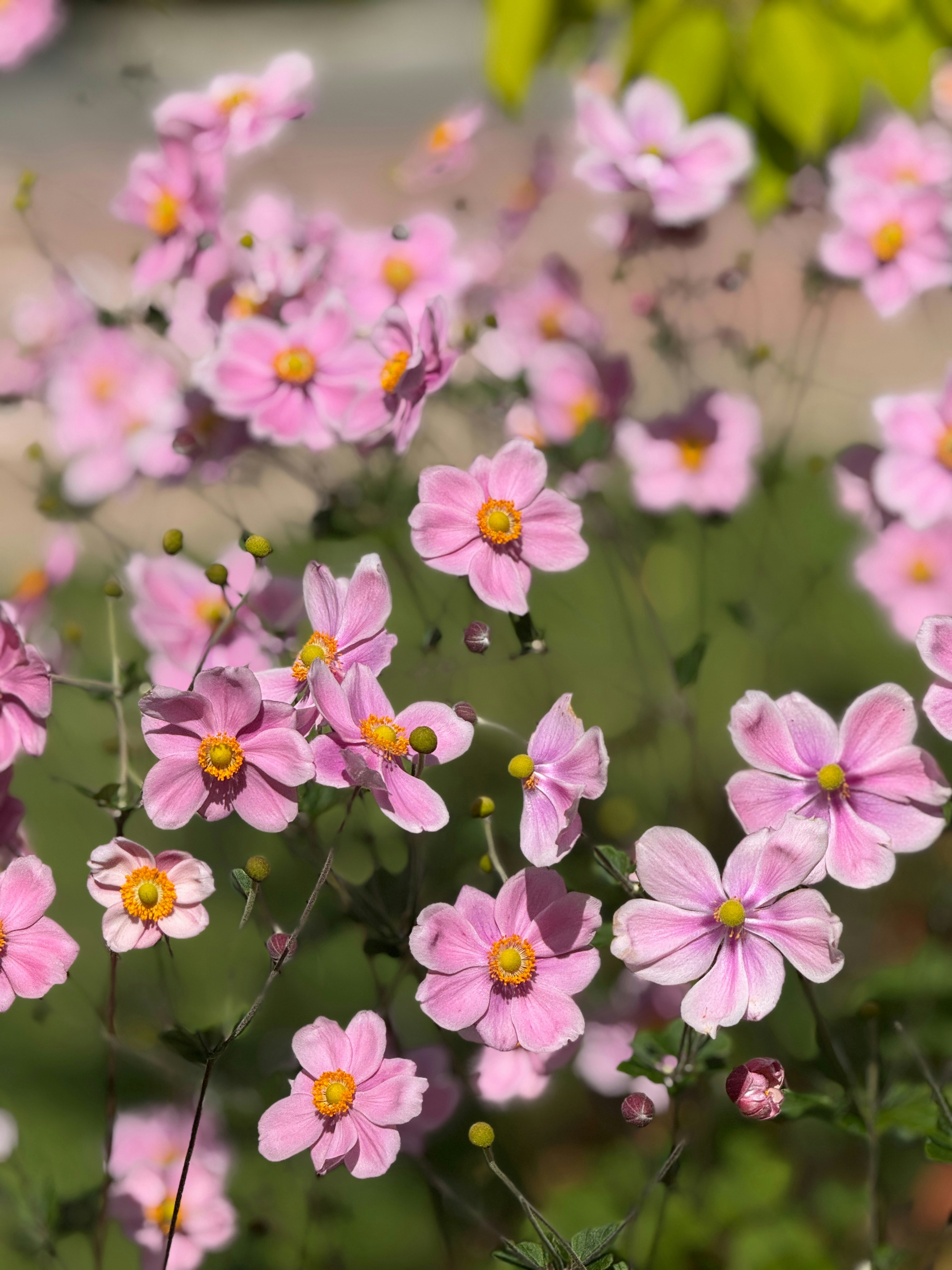 Soft Pink Bloom Cluster in Gentle Garden Light