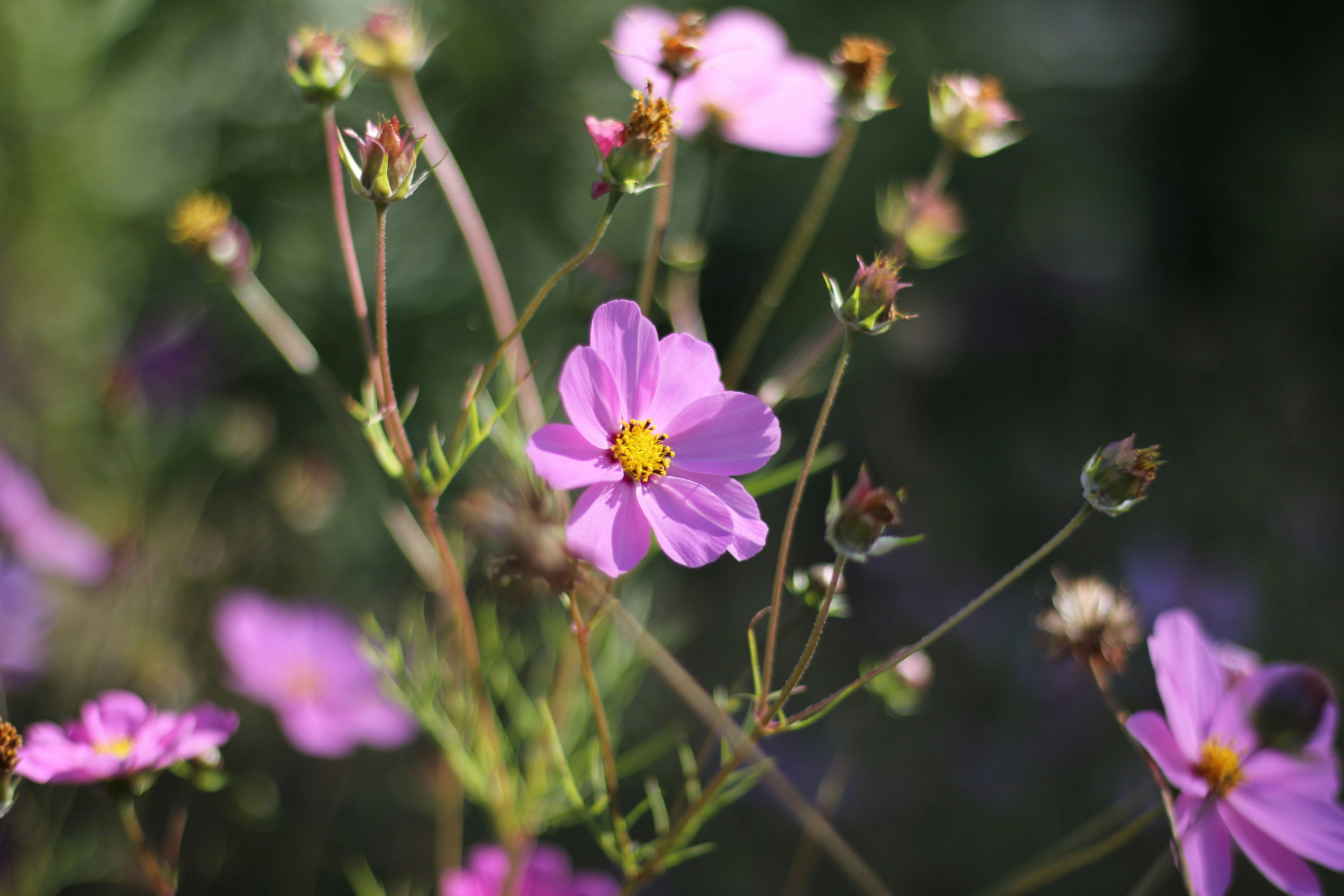Pink Cosmos in a Quiet Garden Wake
