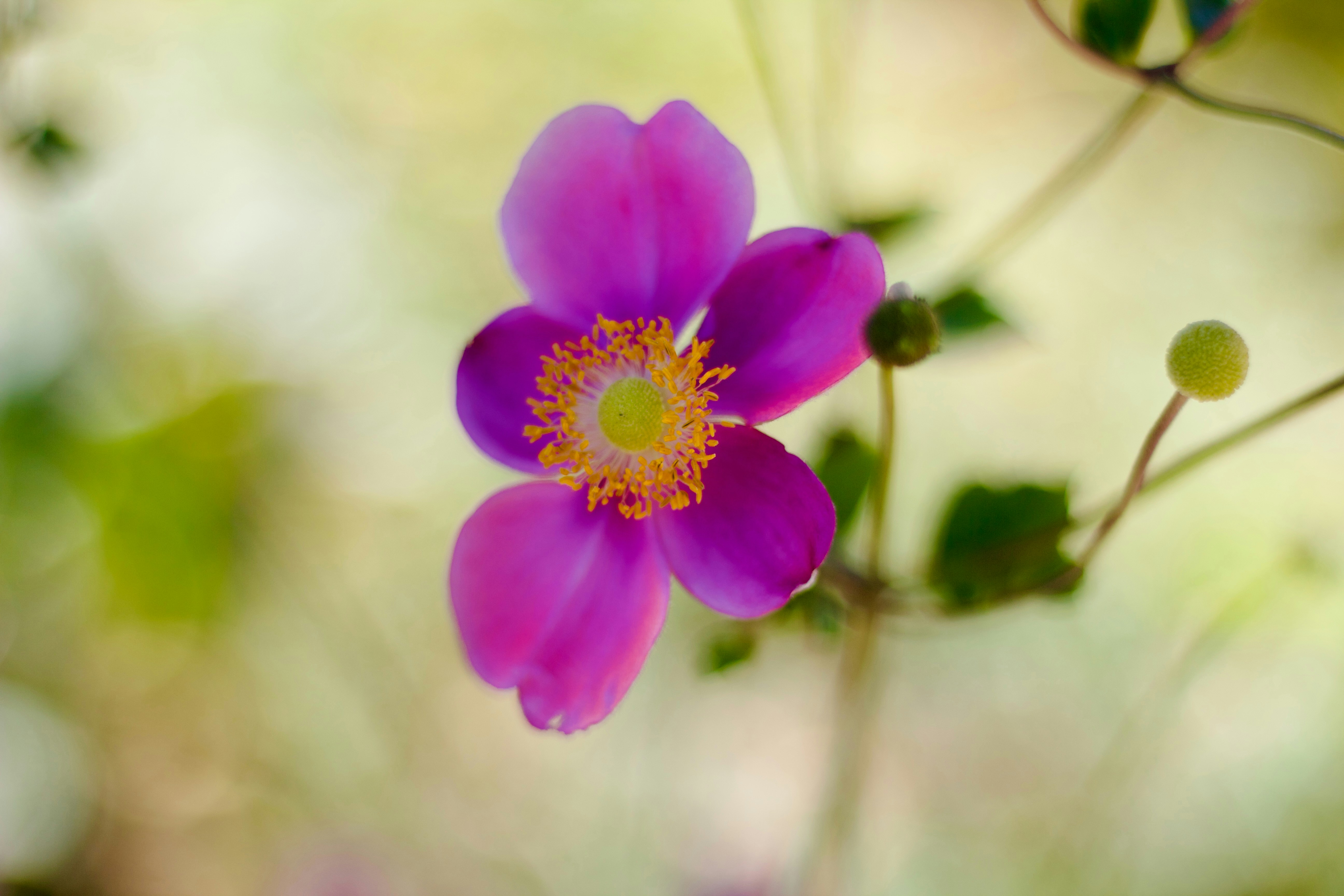 Radiant Pink Blossom in Soft Focus