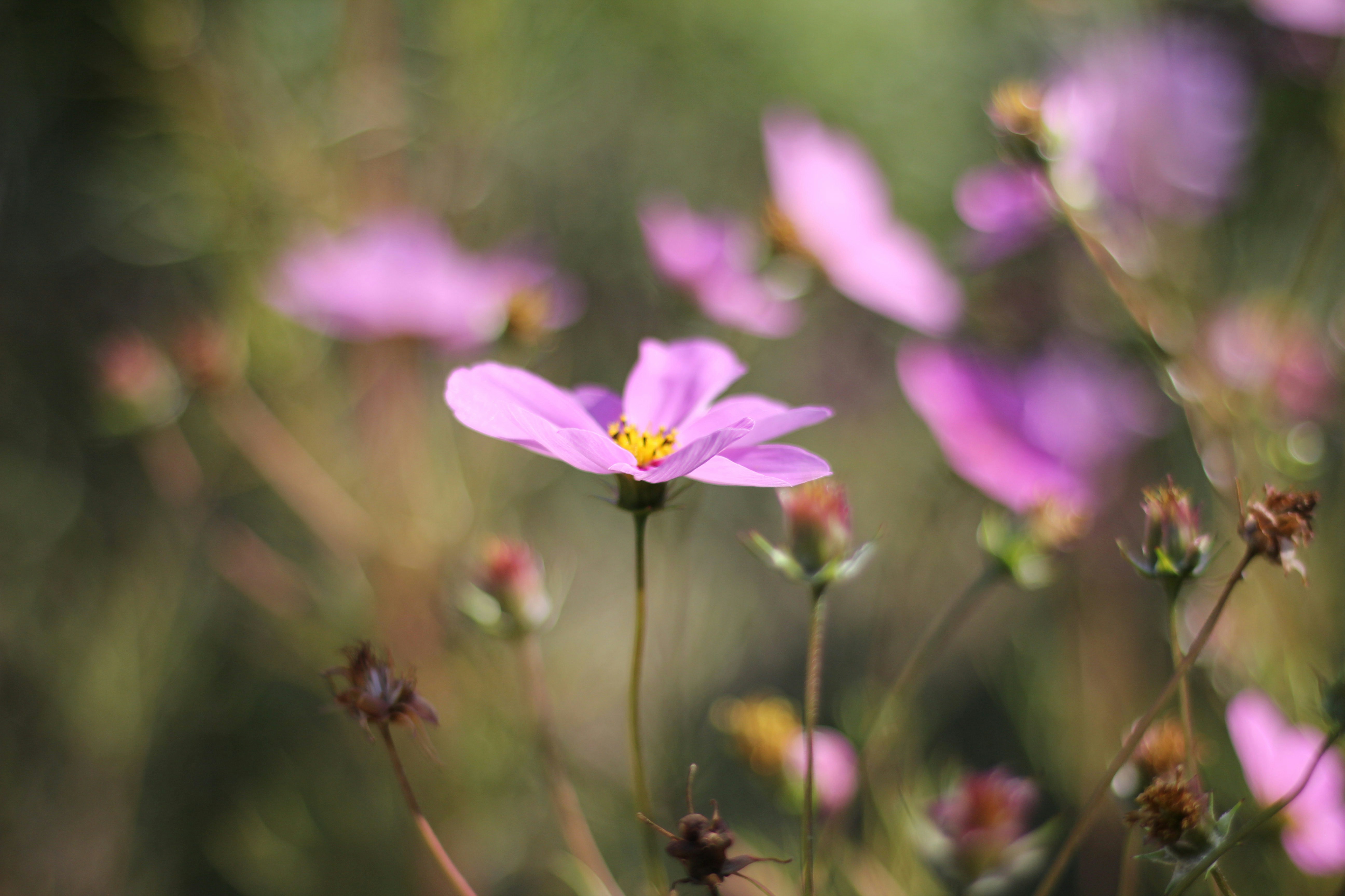 A solitary pink cosmos blooms in soft-focus meadow