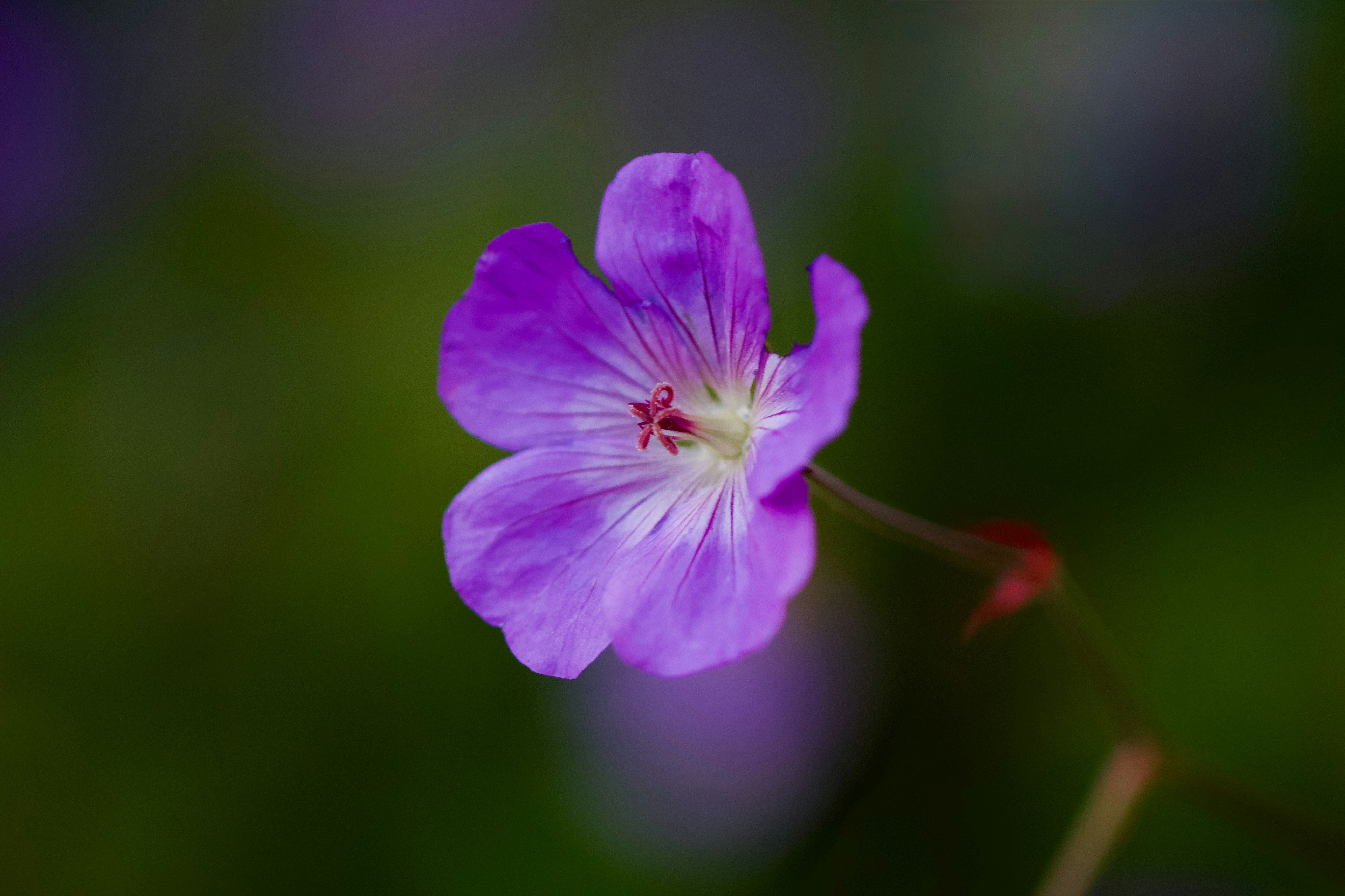 Lilac Bloom in Soft Focus Field