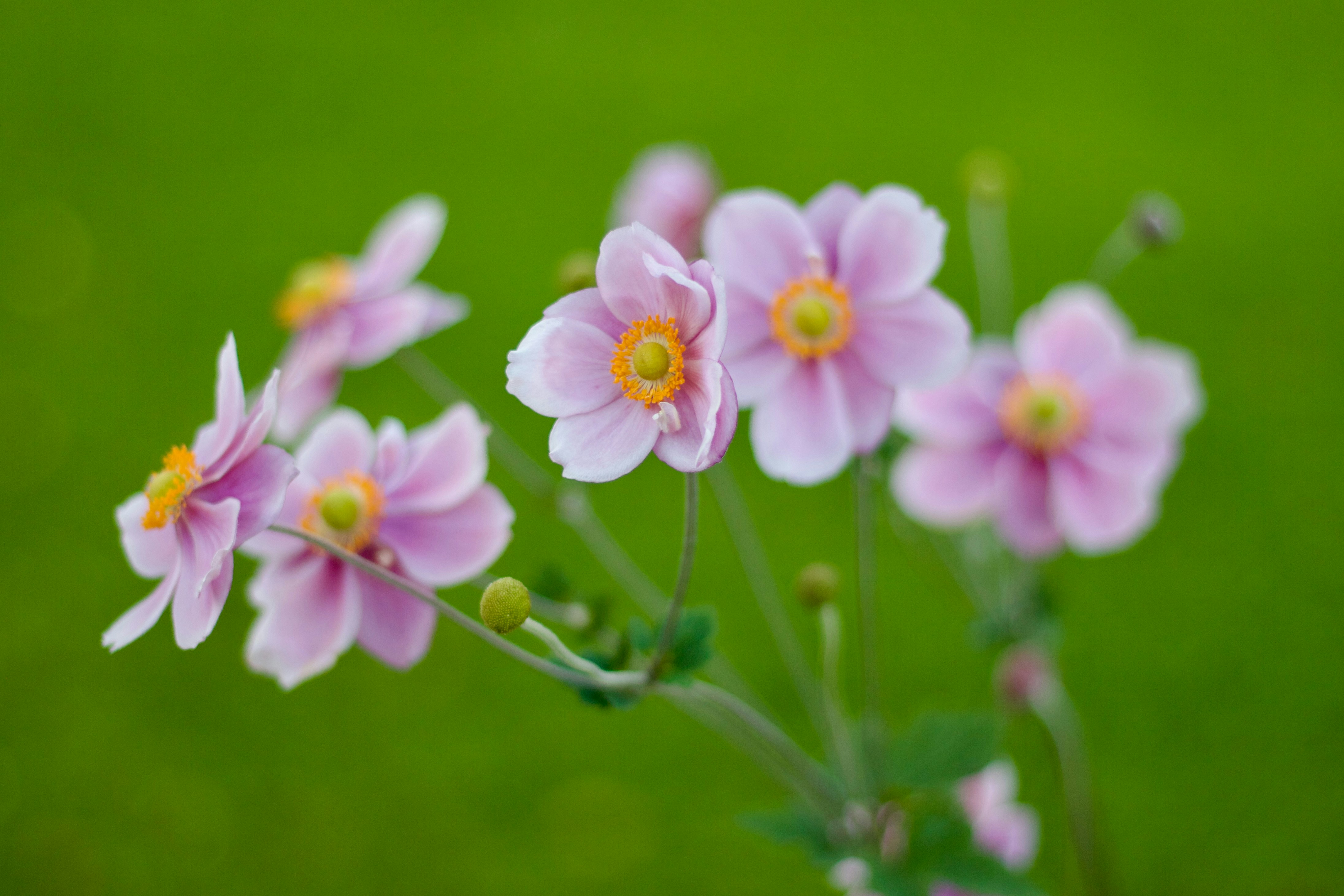 Blooming Pink Orbits: A Cluster of Delicate Flowers in Soft Focus
