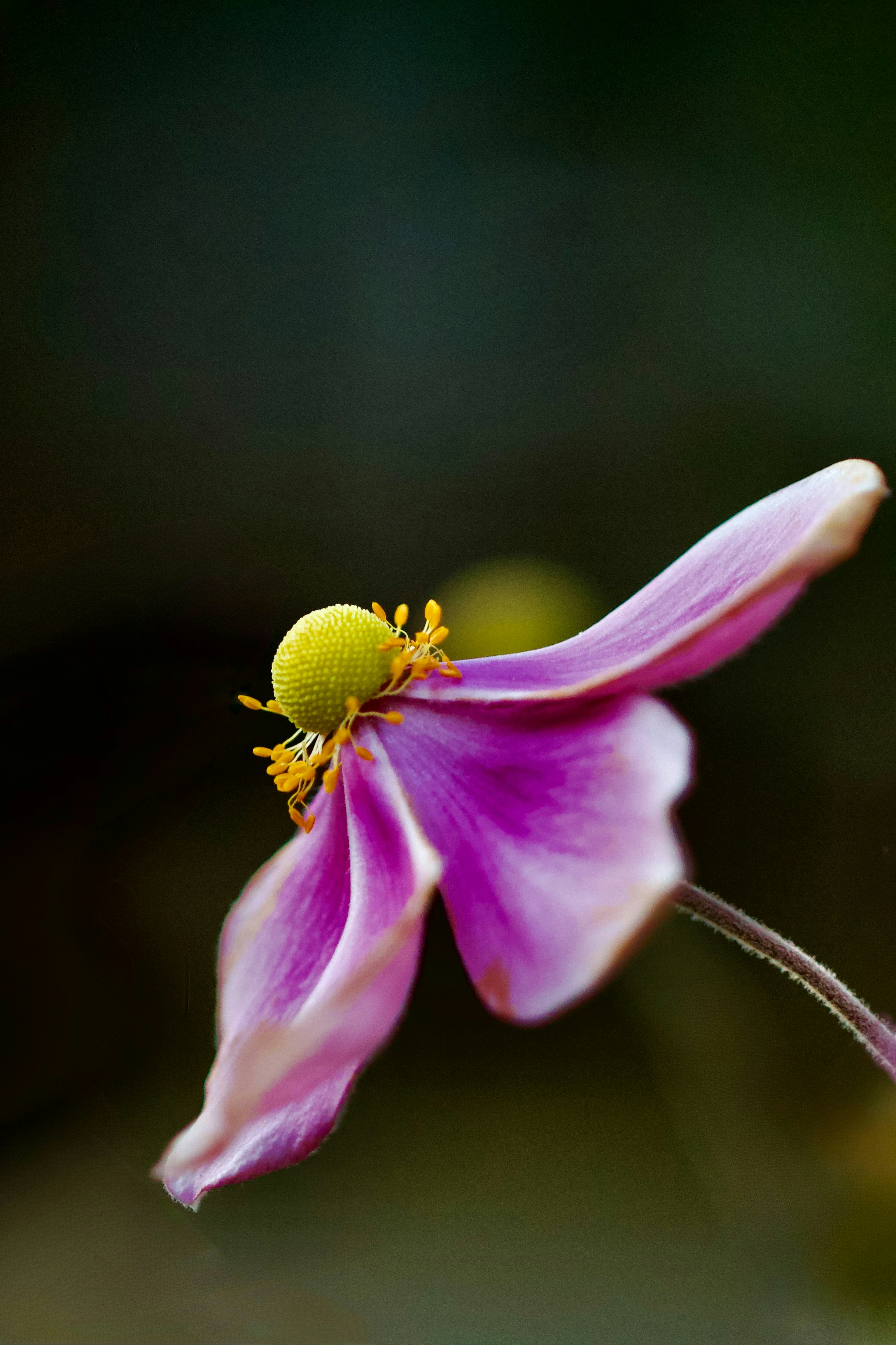 Purple Anemone in Focus: A Close-Up of Delicate Petals and a Green Pollen-Cilled Center