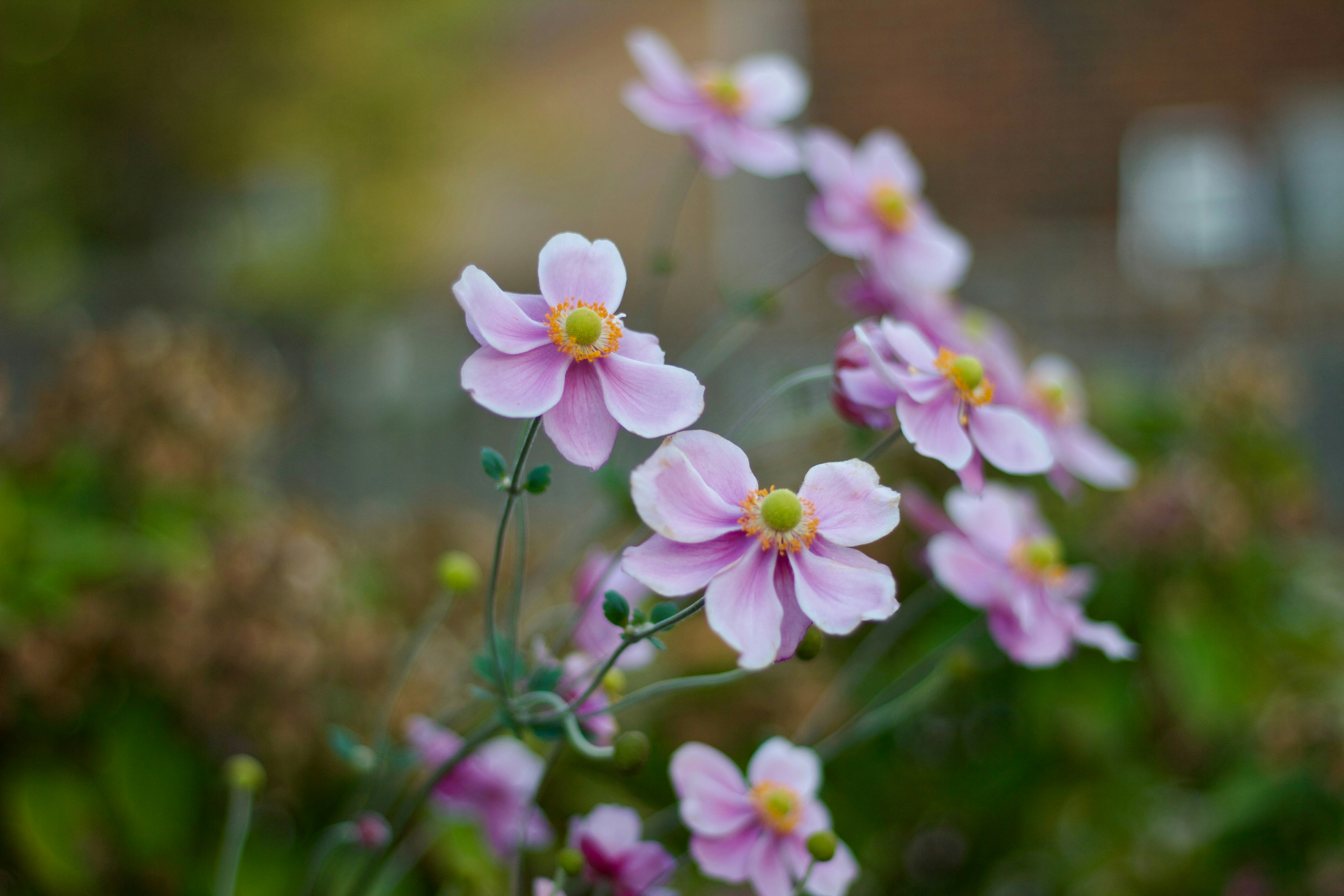 Vibrant pink and white flowers with yellow centers cluster in a soft-focus garden scene, conveying delicate natural texture and color.