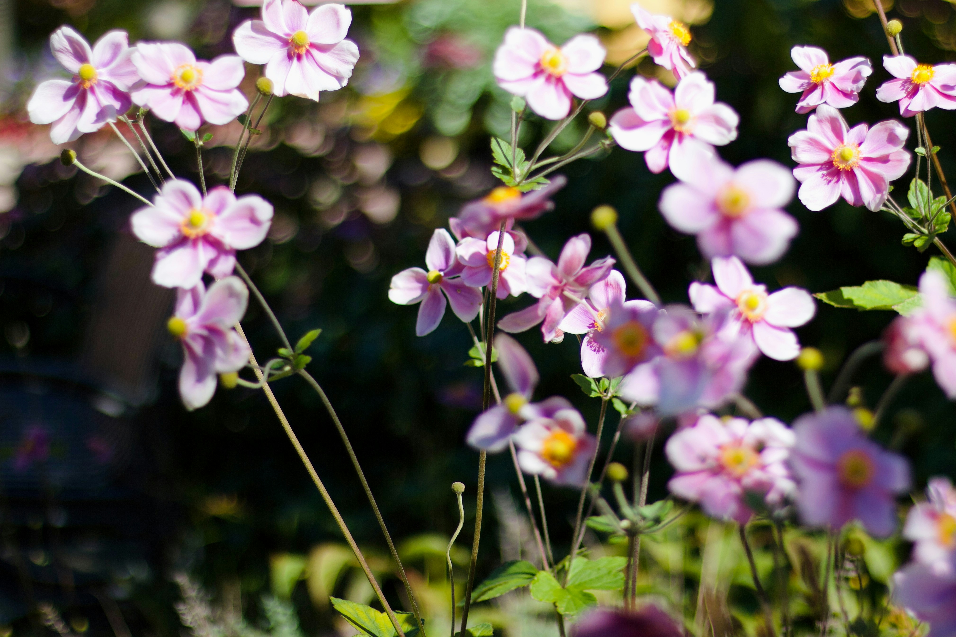 Pink-voiced Blooms Reaching for Sunlight