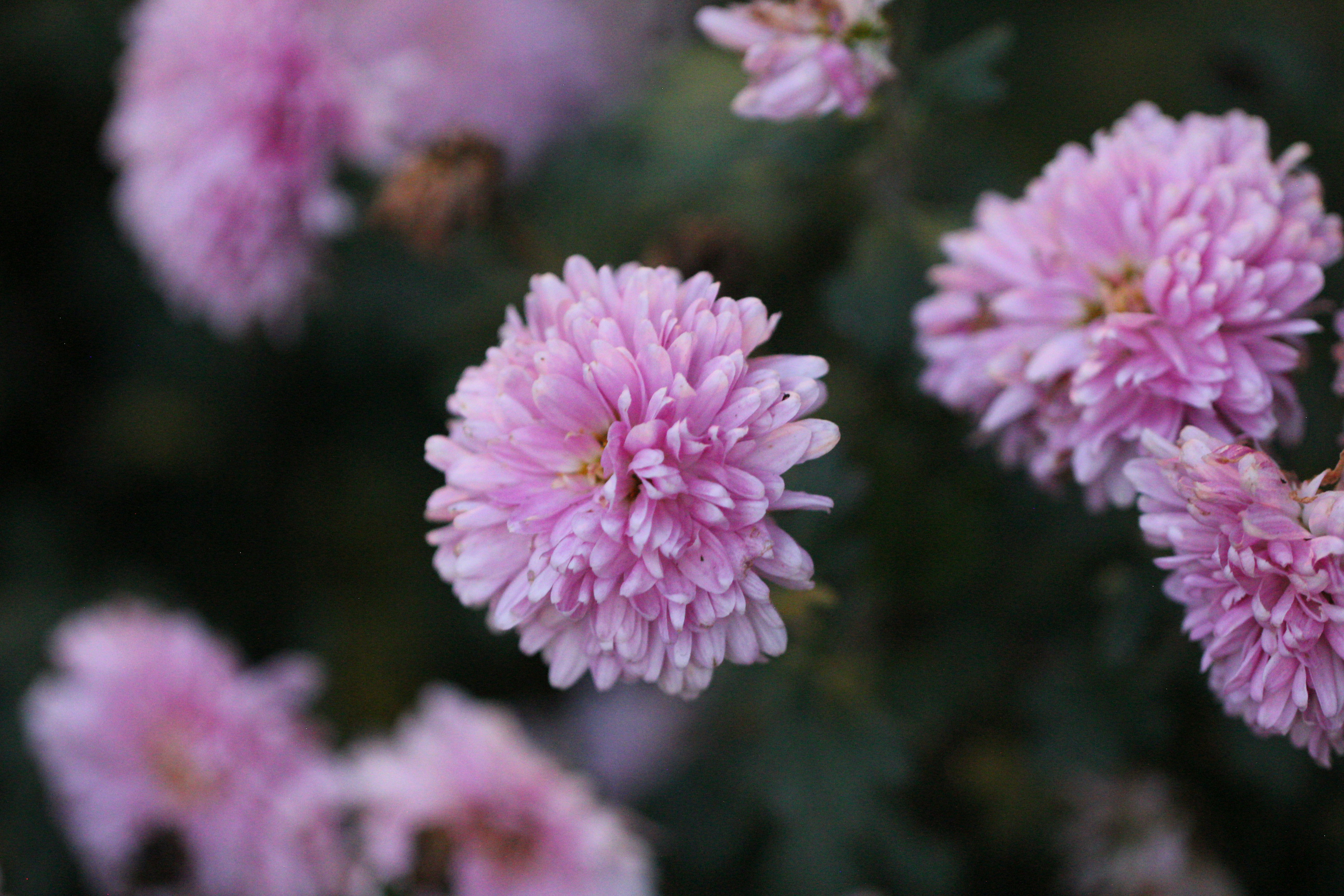 Pink Chrysanthemums in Soft Focus Bloom