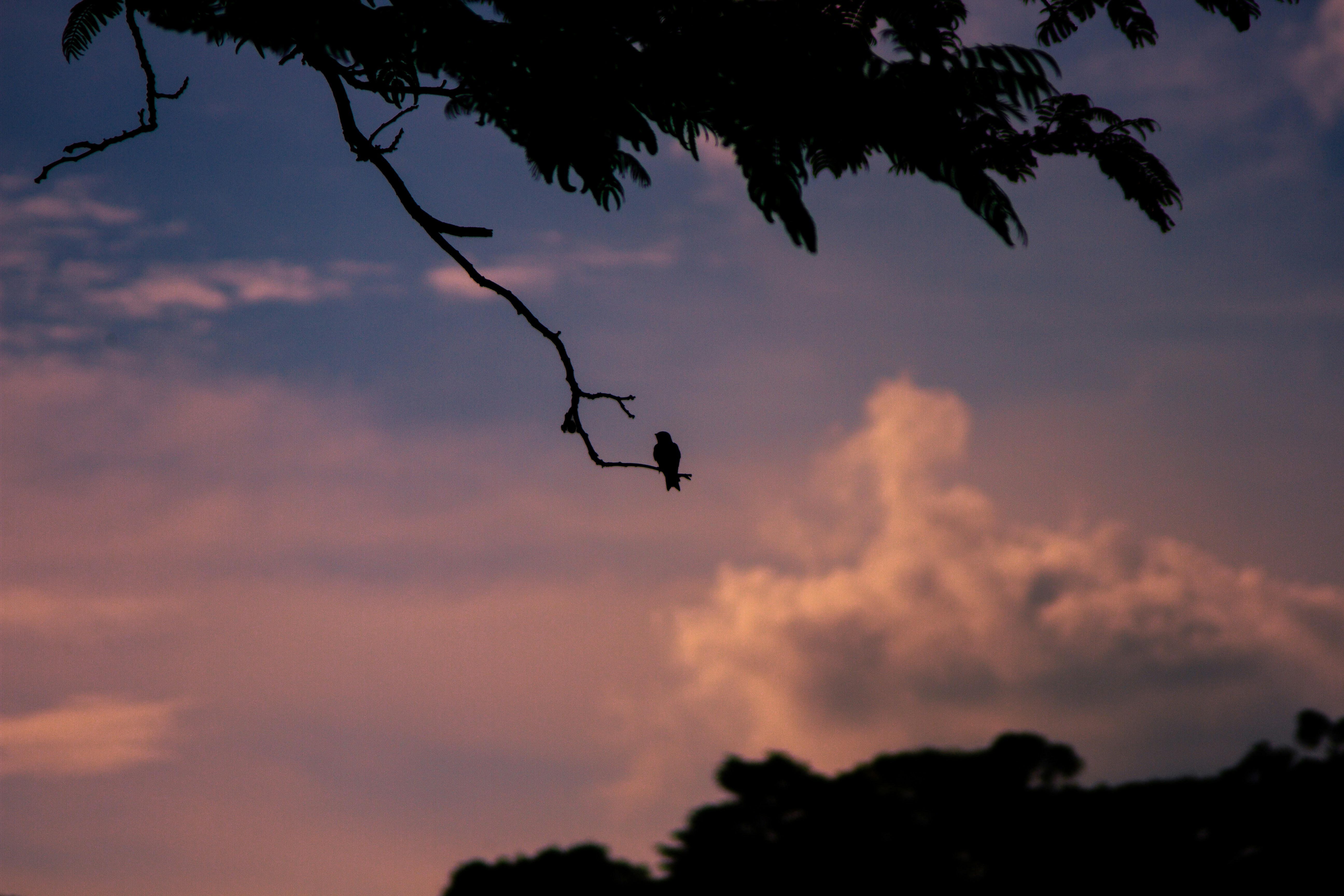 Silhouetted Branch Swing: A Dusk Kite Against a Coral Sky