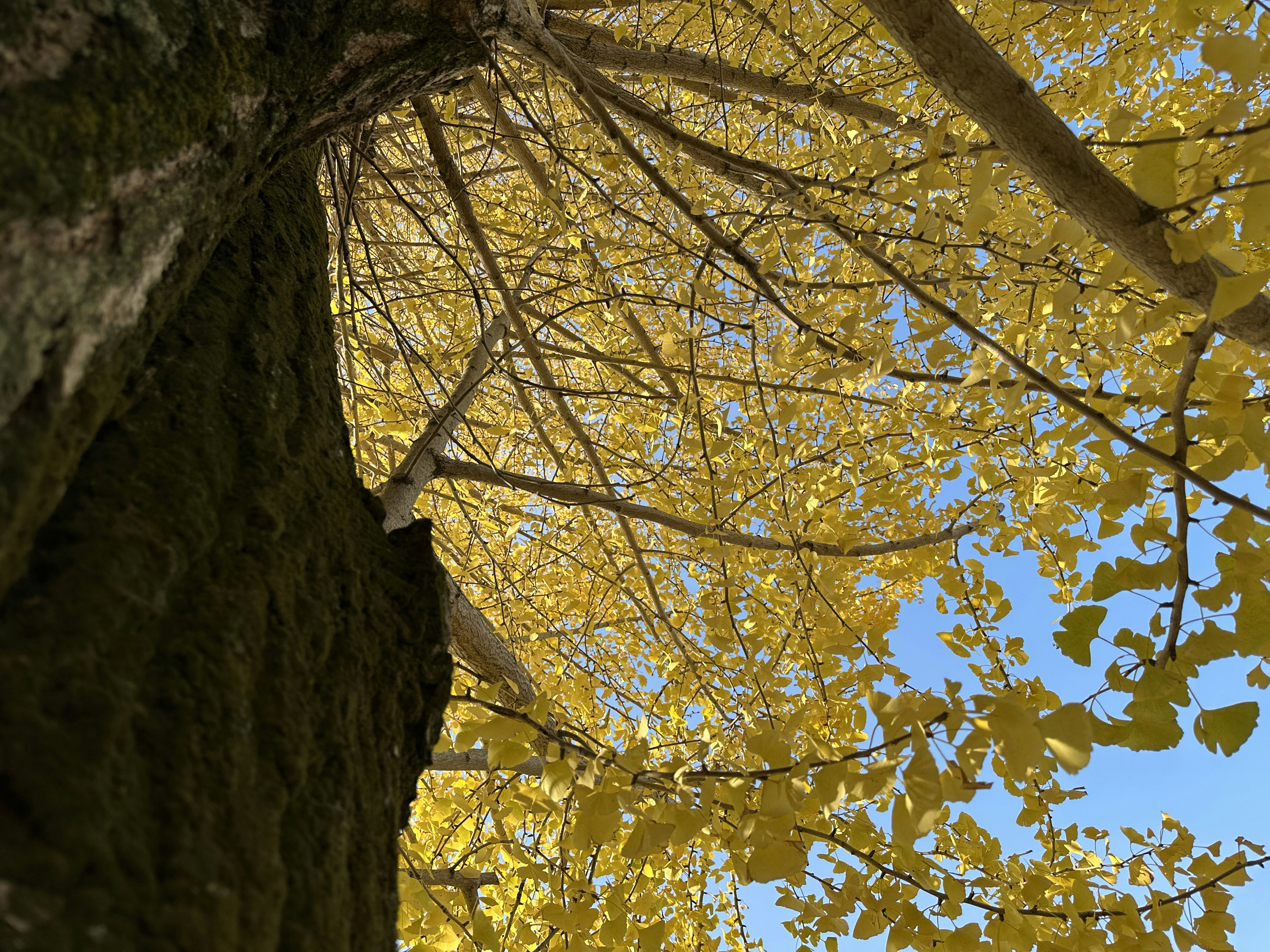 Golden Canopy: An Autumn Sky Through the Bark