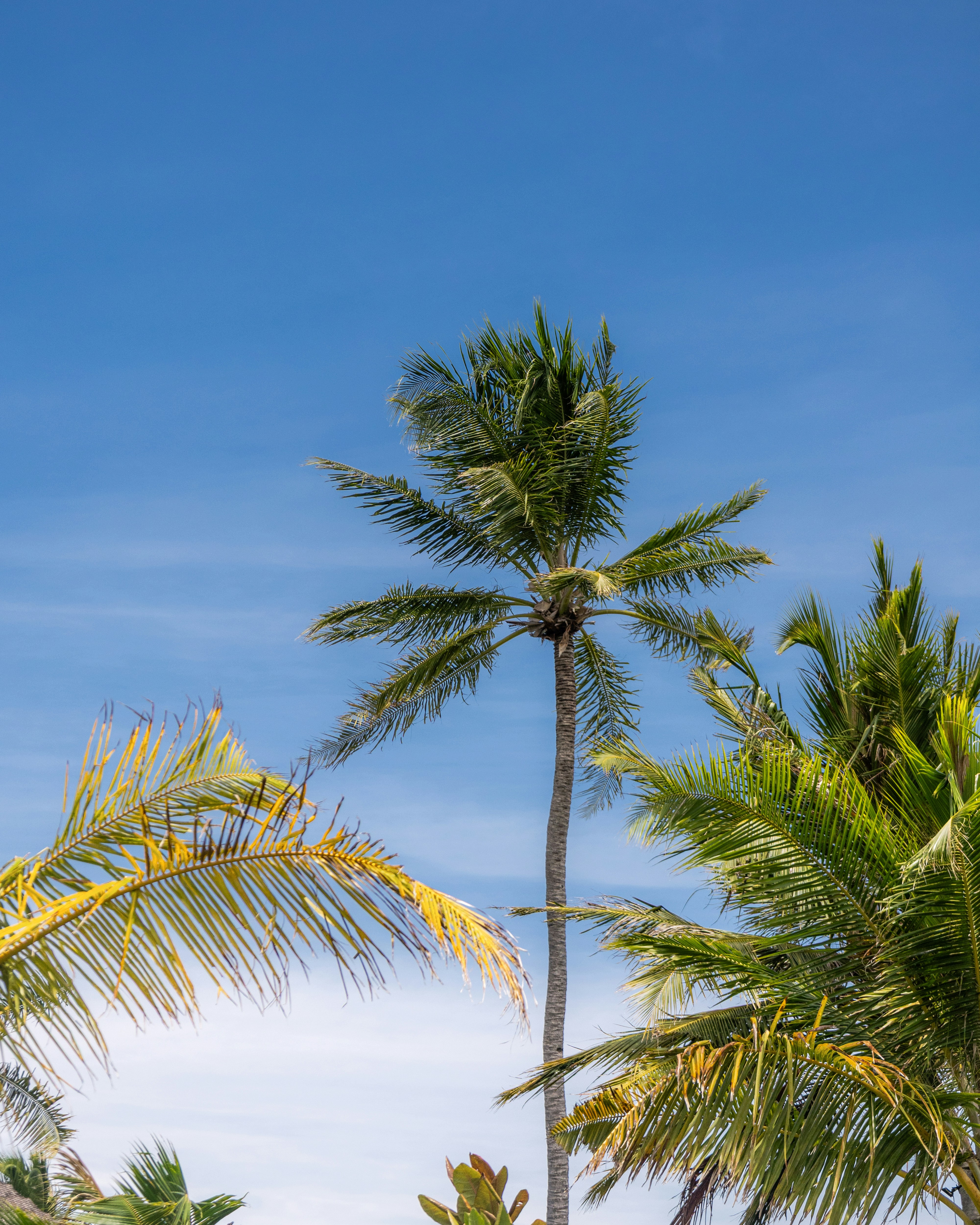 Crown of the Caribbean: A Lone Palm Reaches for the Sky