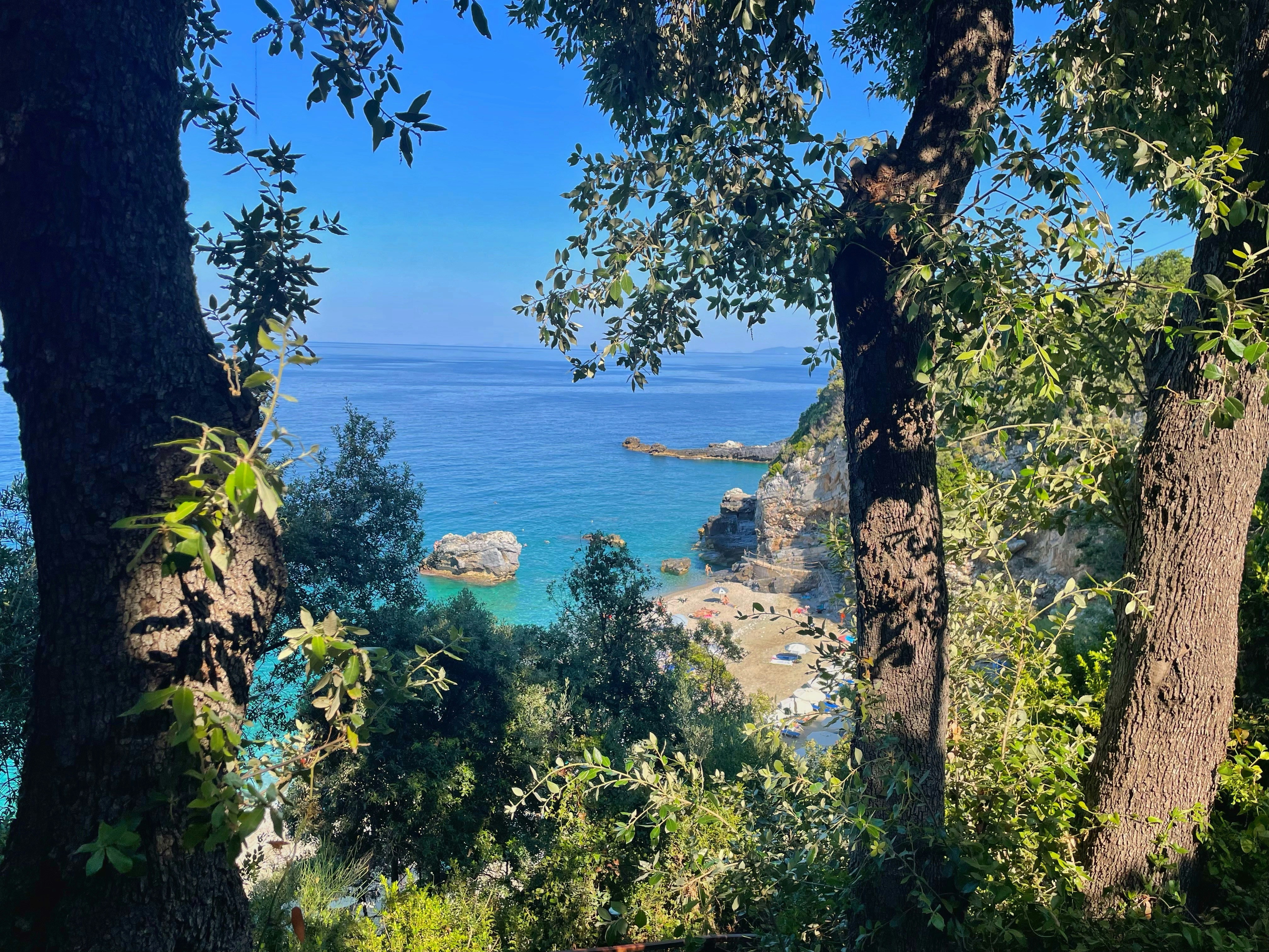 Sunlit cove framed by cedar trees, turquoise water and rocky shoreline visible beyond the foliage.