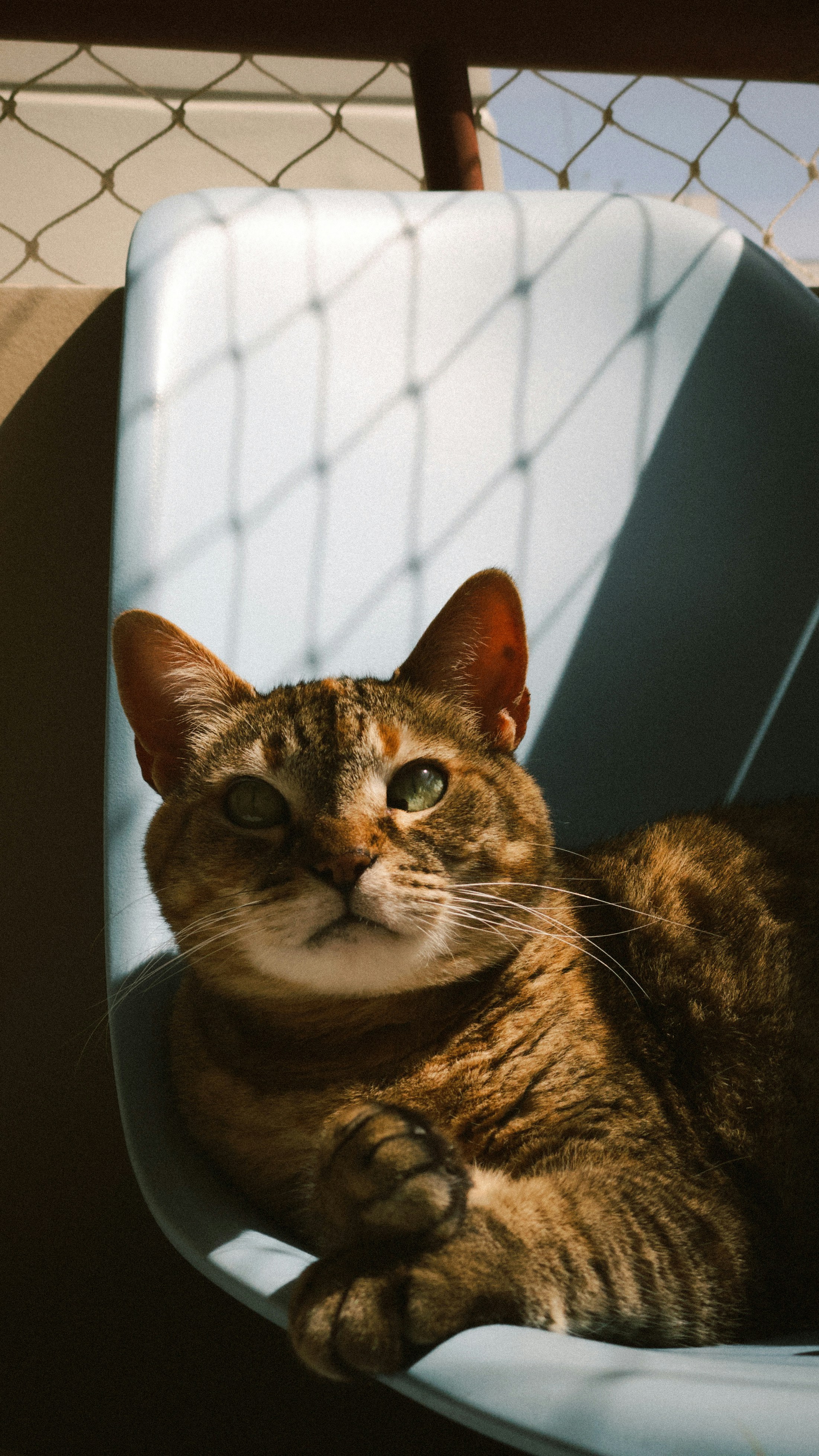 Cozy Calico in Sunlit Spotlight