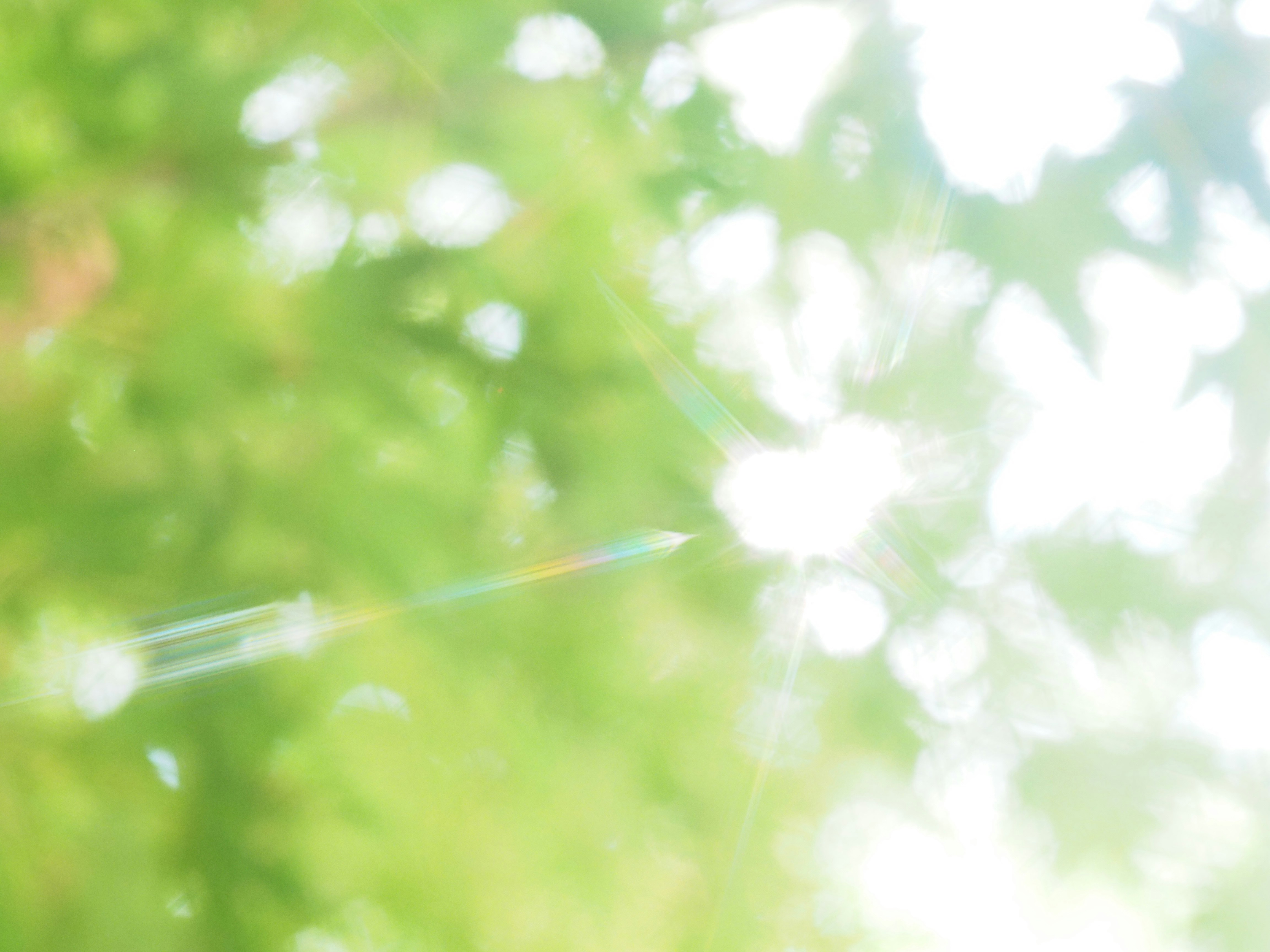 Blurred greenery and bright highlights create an ethereal, sun-dappled background.