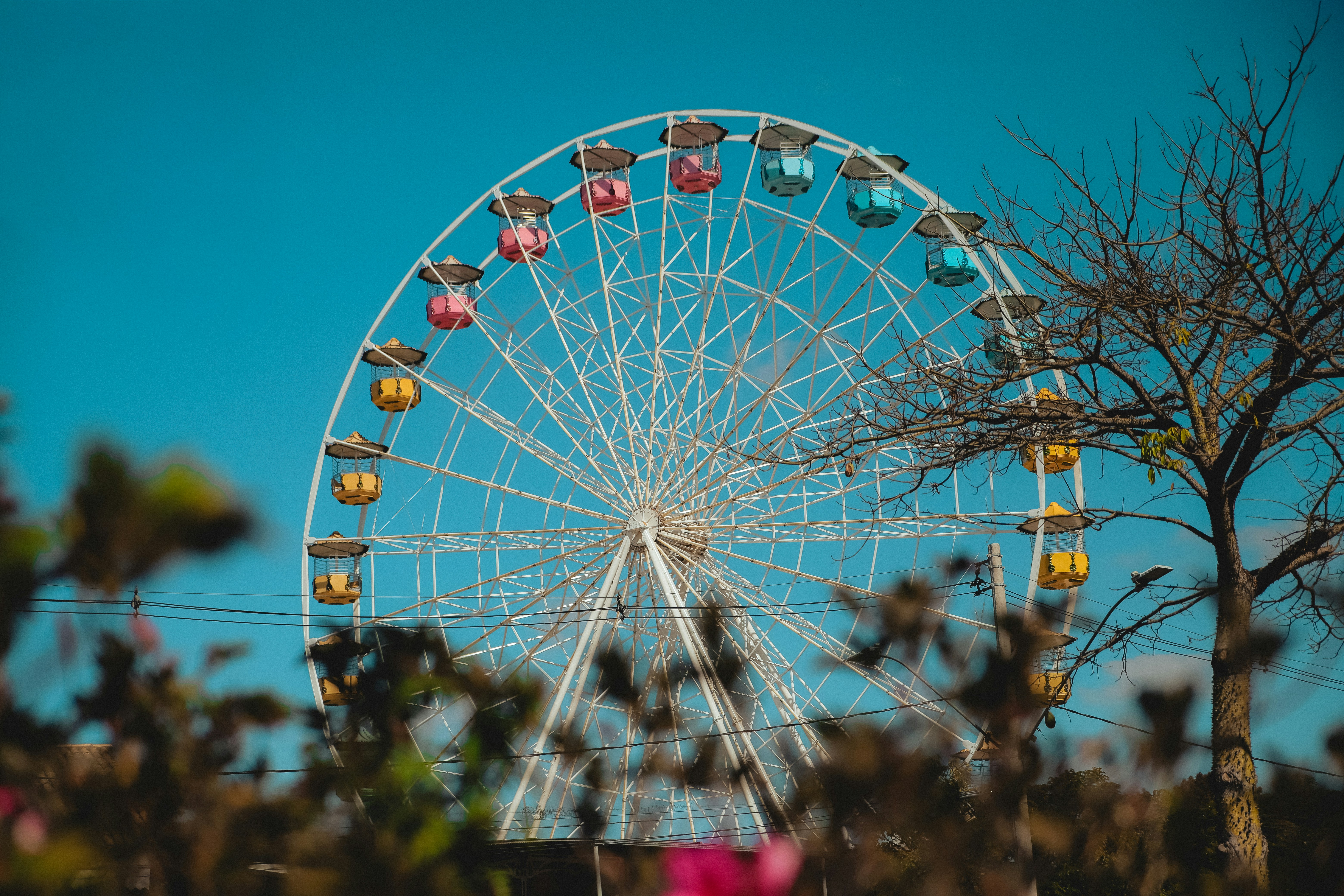Vibrant ferris wheel with multicolored gondolas against a clear blue sky, framed by foreground foliage and a leafless tree on the right.