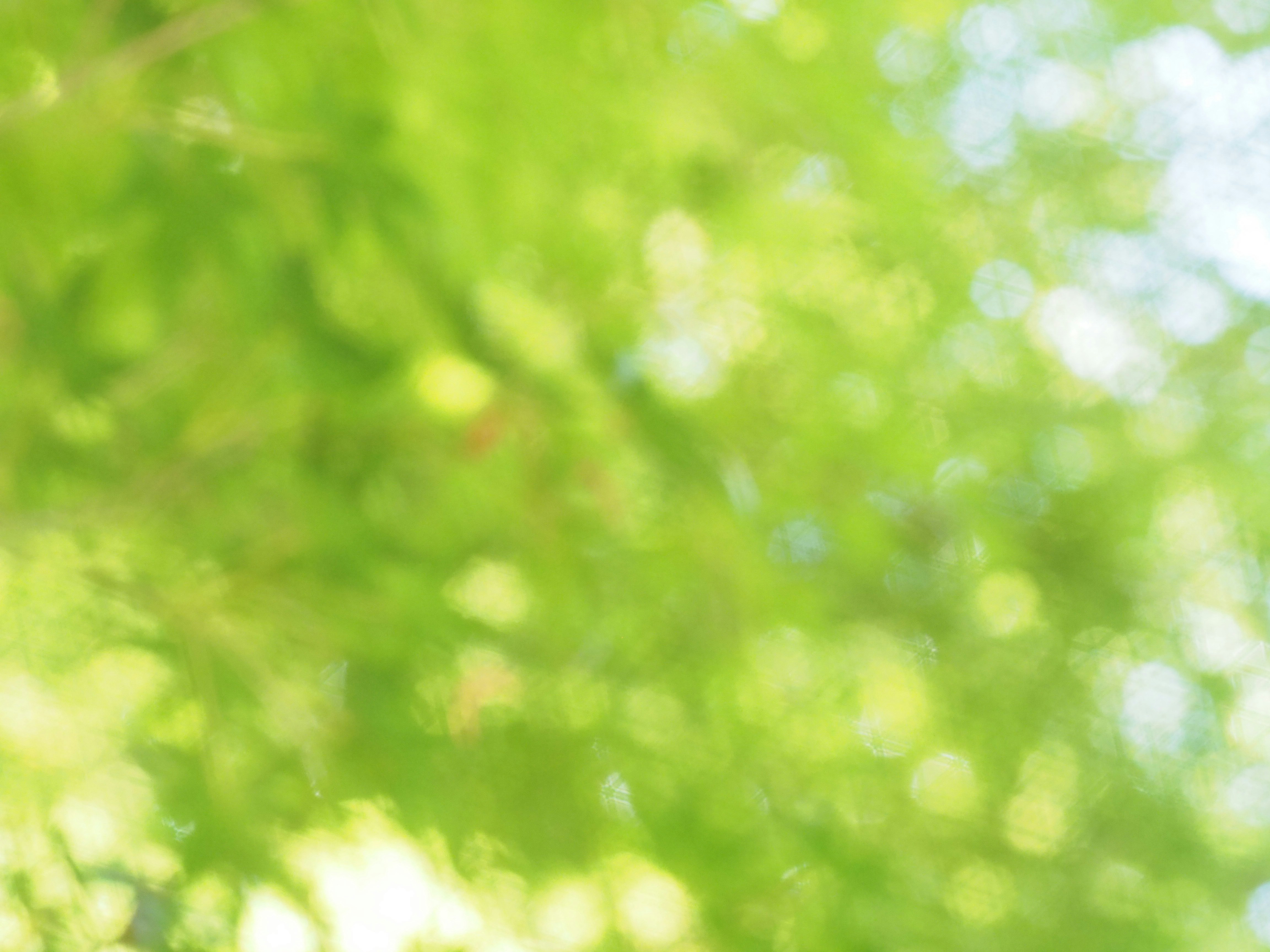 Soft, out-of-focus greenery filling the frame with dappled light; a serene abstract of foliage and sunshine.