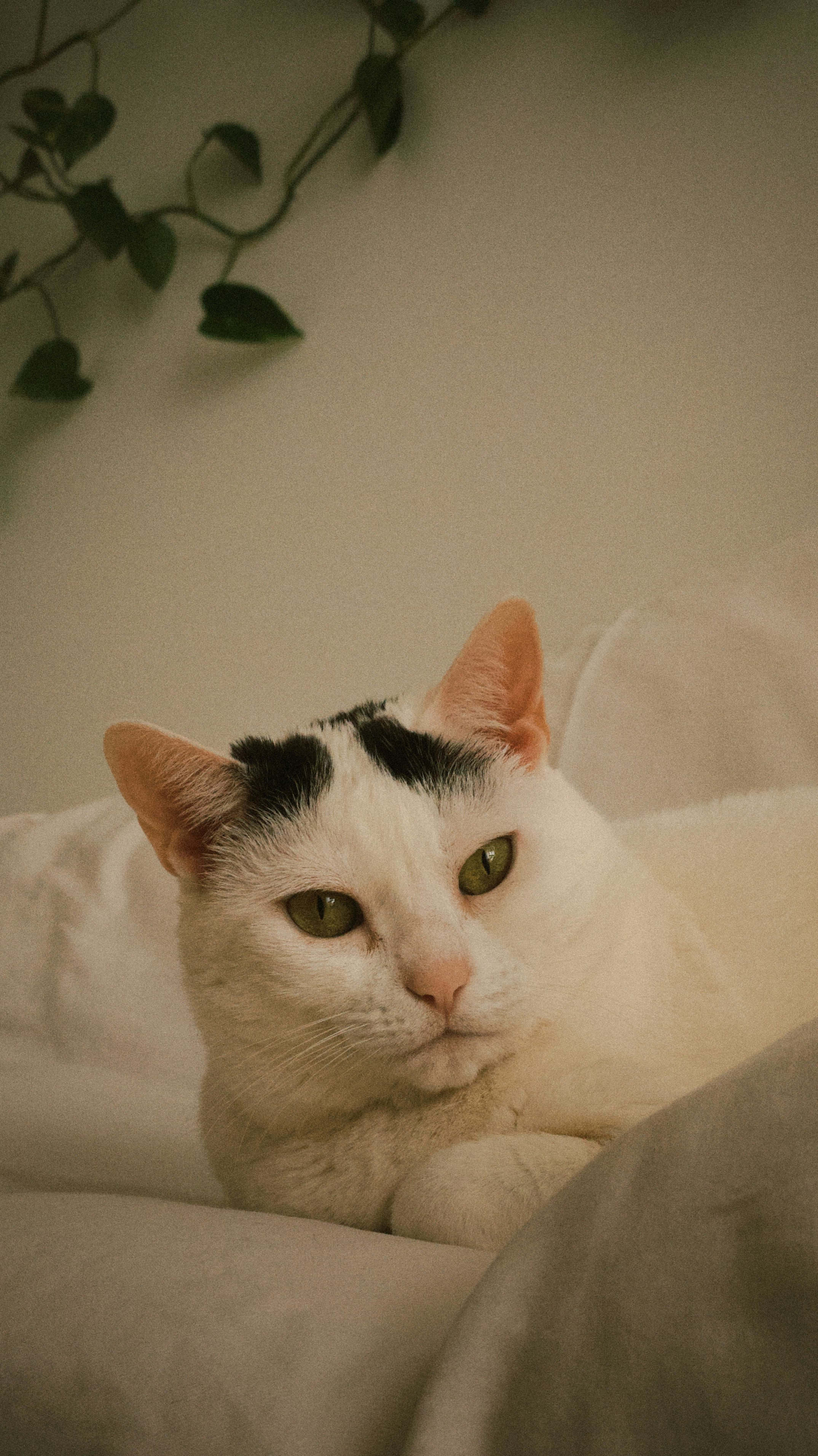 White cat with black markings lounges on a pale bed, leaves and soft lighting creating a warm, intimate mood.