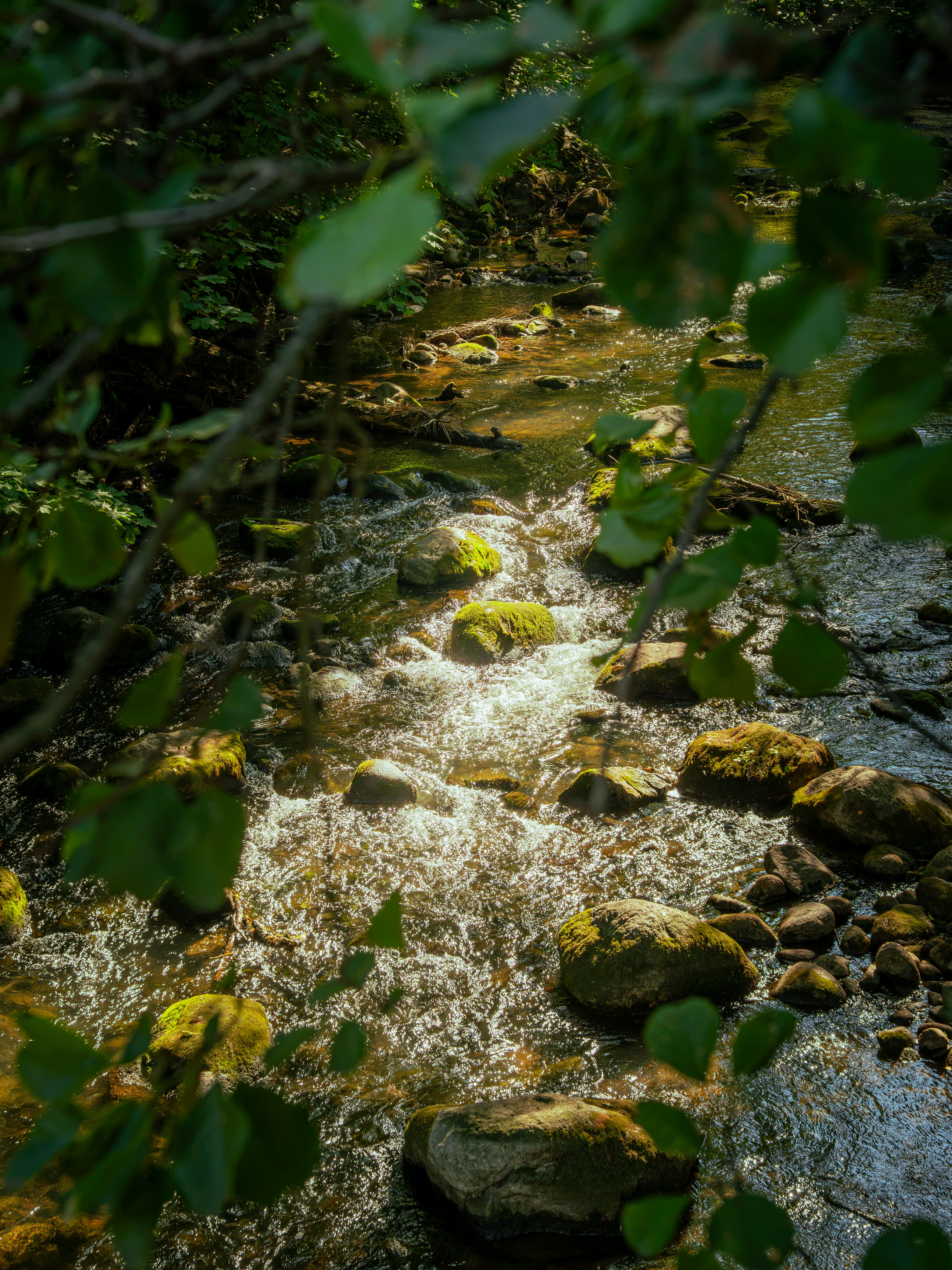 Sunlit river rocks through a canopy of green