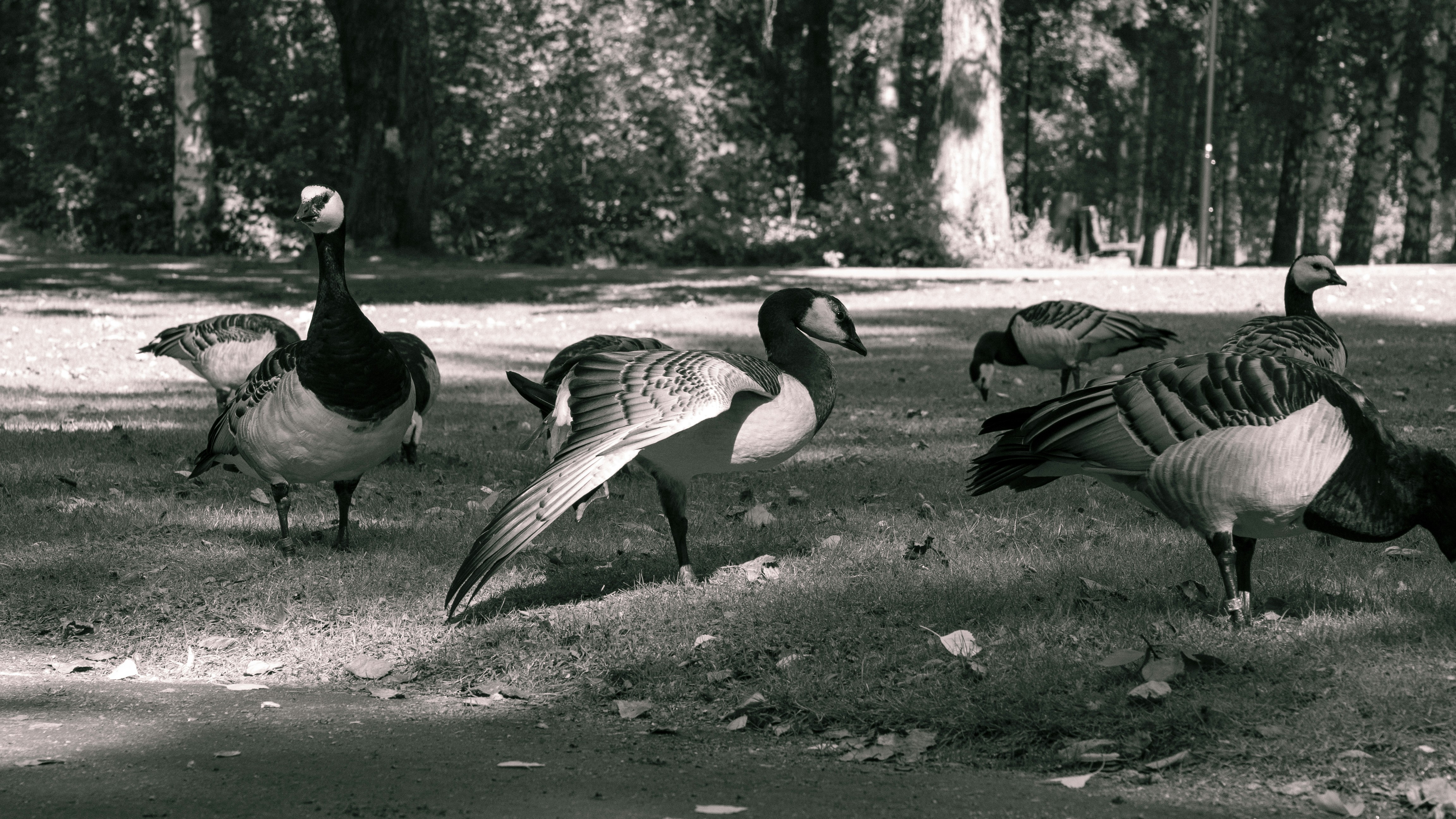 Midfield Parade: Geese in Silent Park