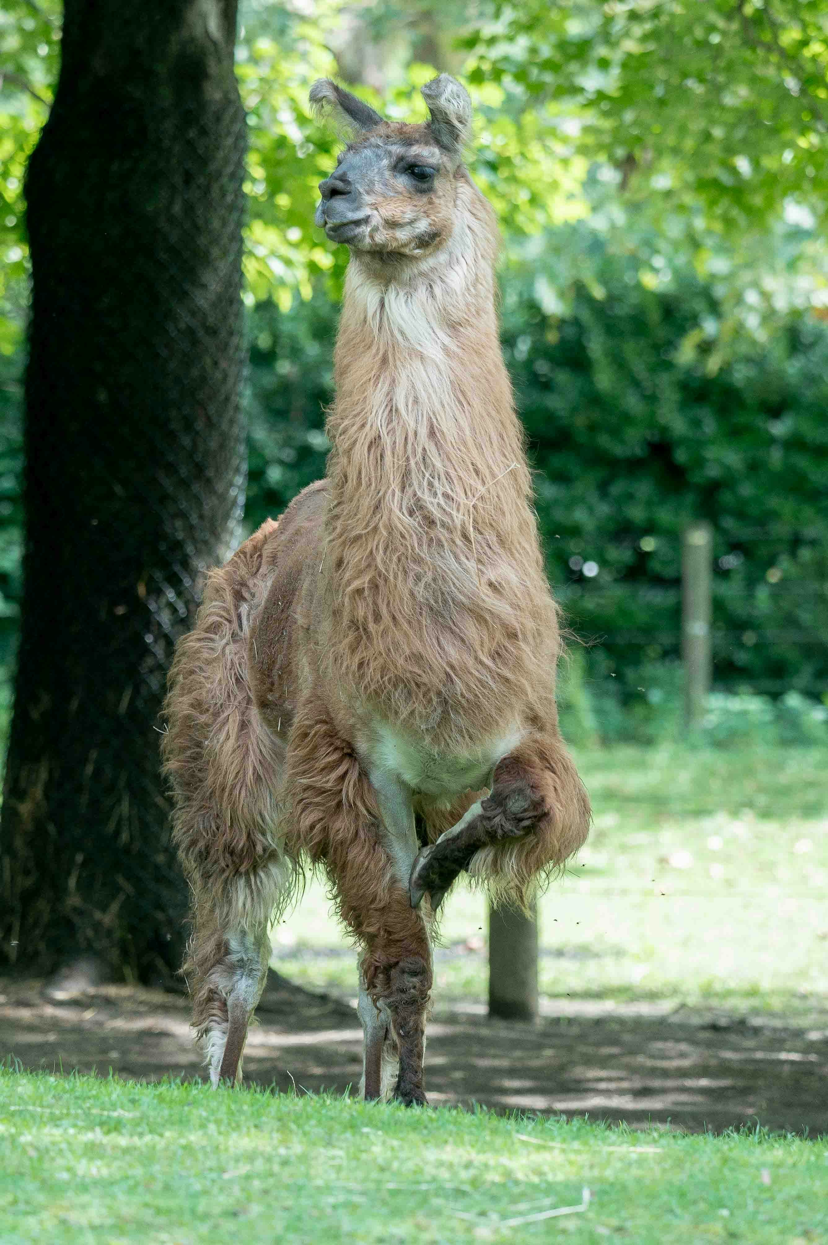 Alpine Stature: A Llama Strides Boldly Through Dappled Shade
