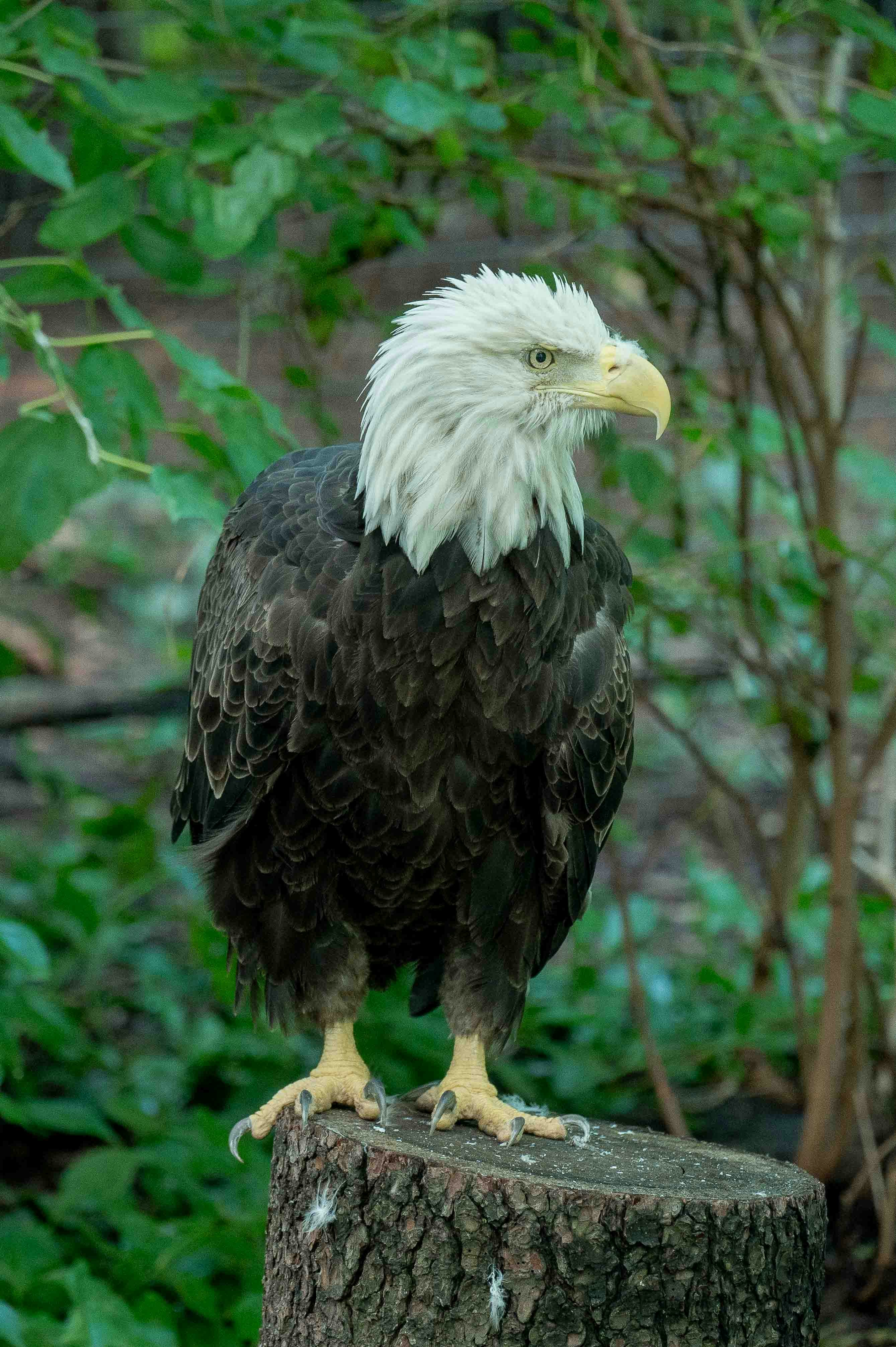 Majestic Sentinel: Bald Eagle on a Weathered Post