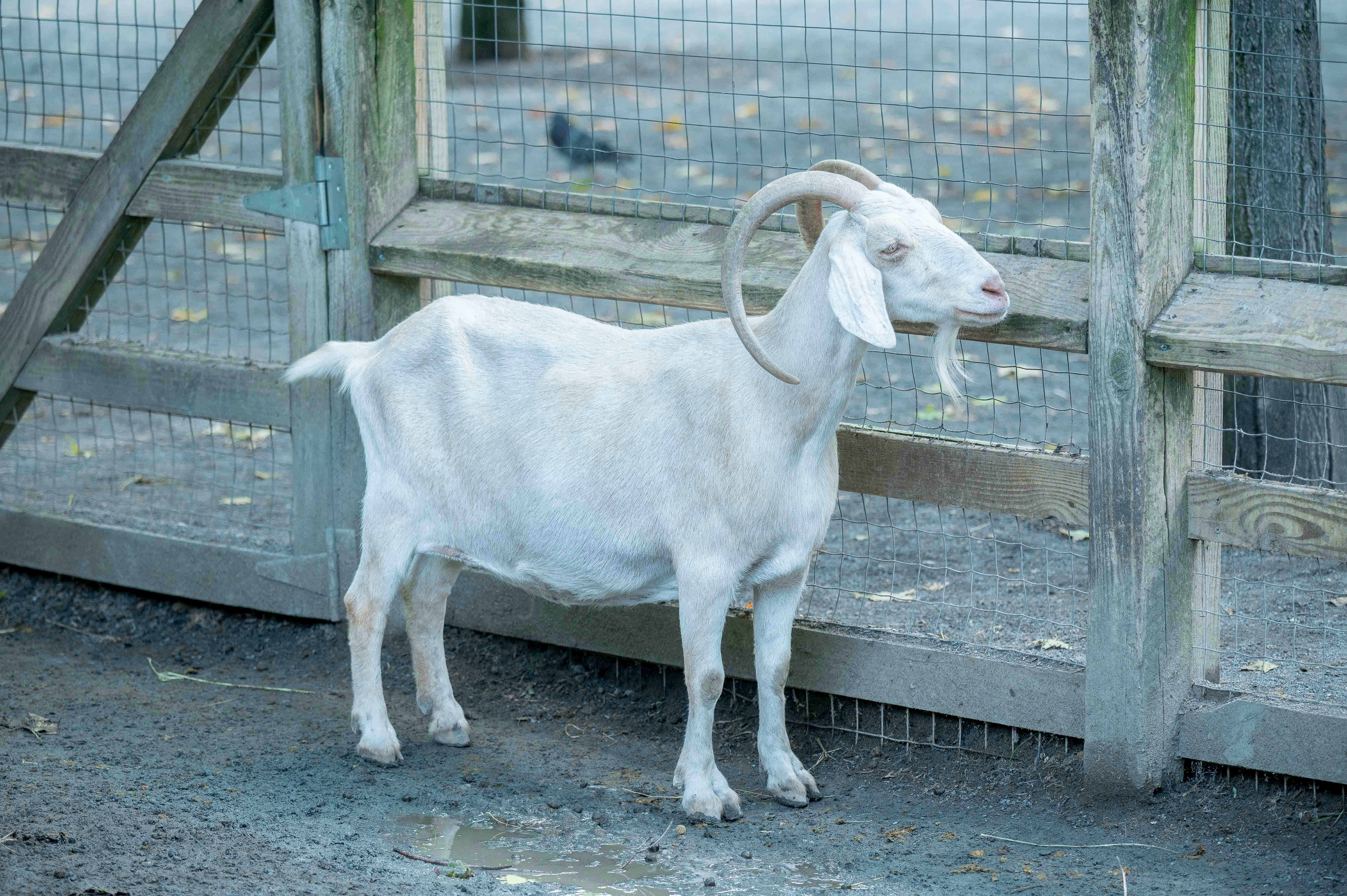 White Goat at the Gate: Calm Presence by the Farm Fence