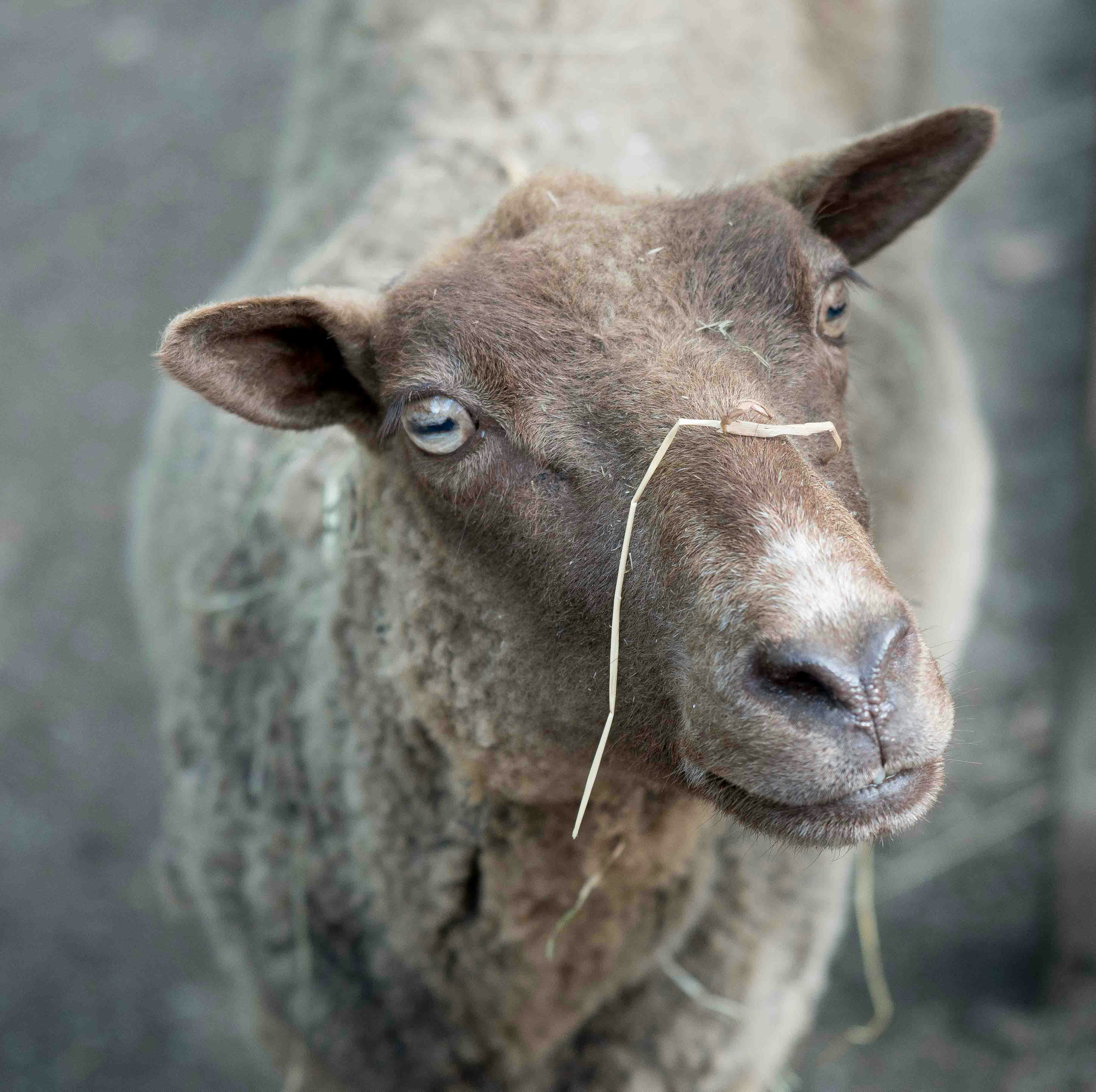 Close-Up of a Curious Cow with a Dangling Twig